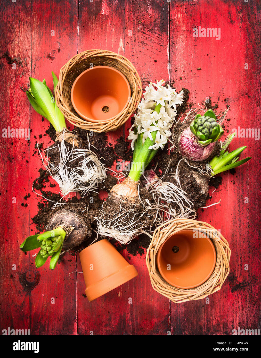 Top view hyacinth flower hi-res stock photography and images - Alamy