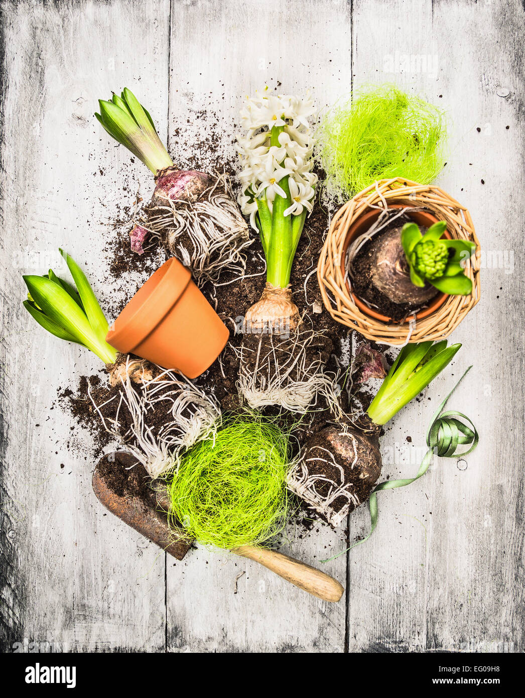 Hyacinth bulb roots hi-res stock photography and images - Alamy