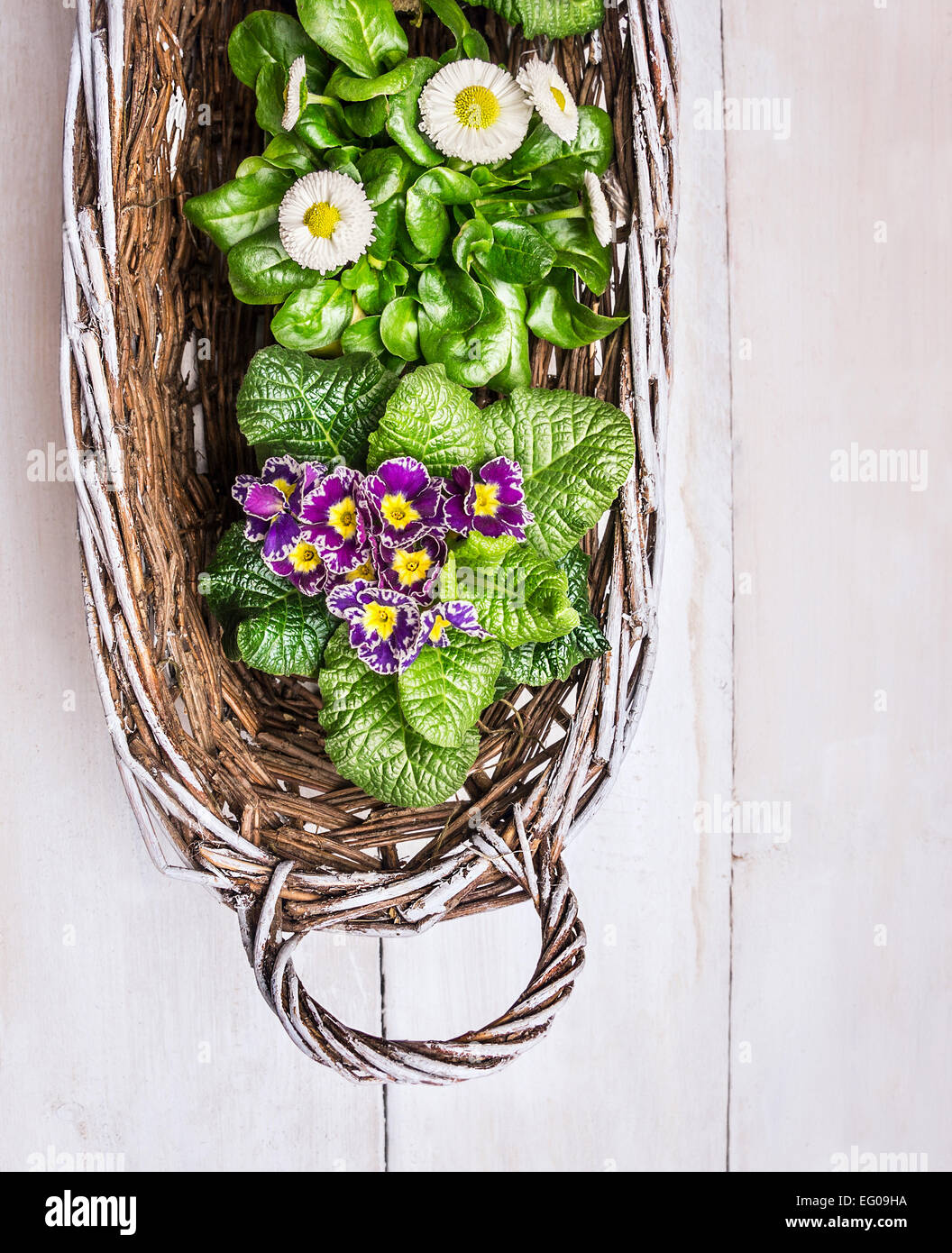 Spring flowers in white hi-res stock photography and images - Alamy