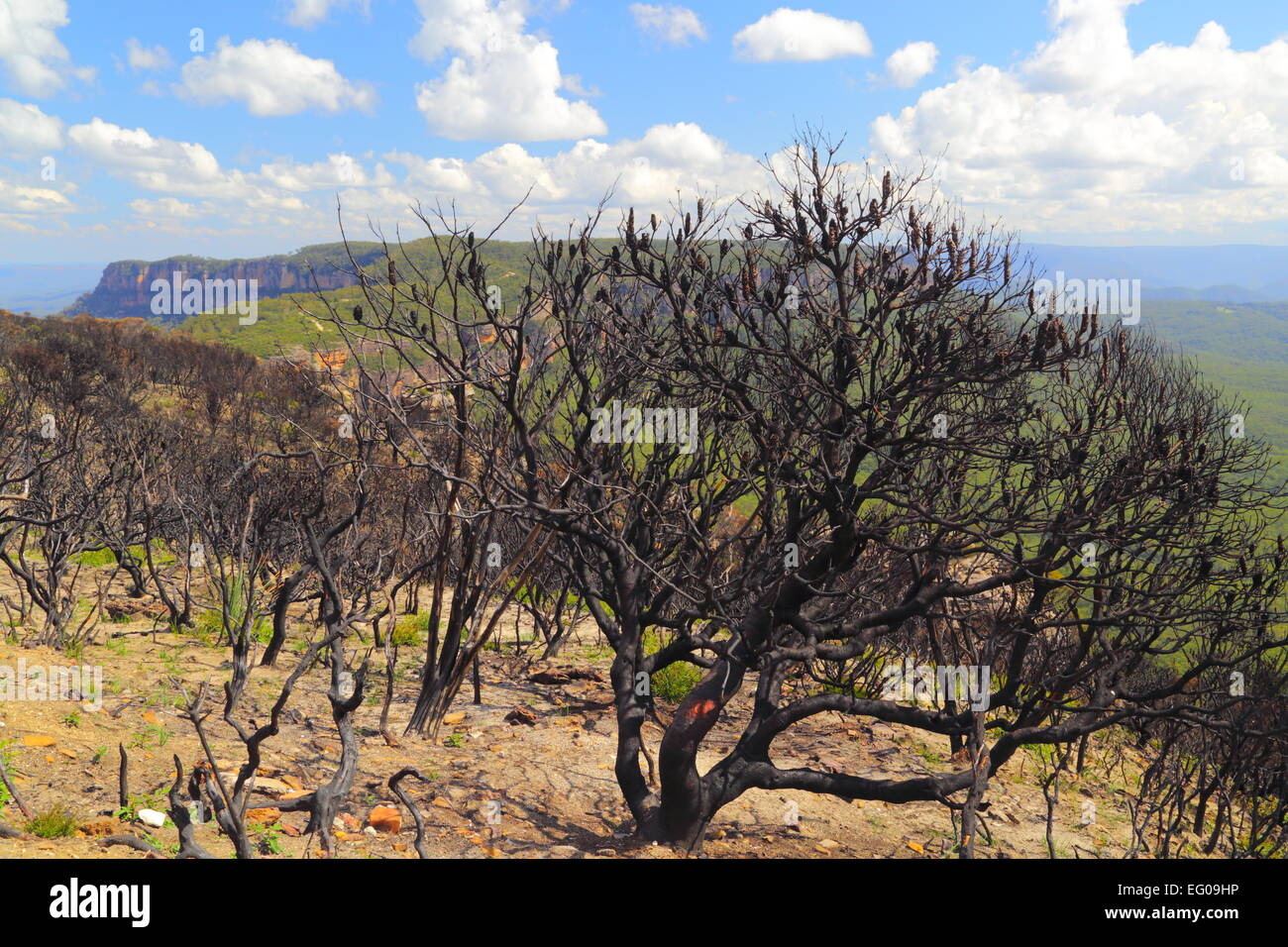 Ravaged by bushfire, native Australian plants regenerate and regrow at ...