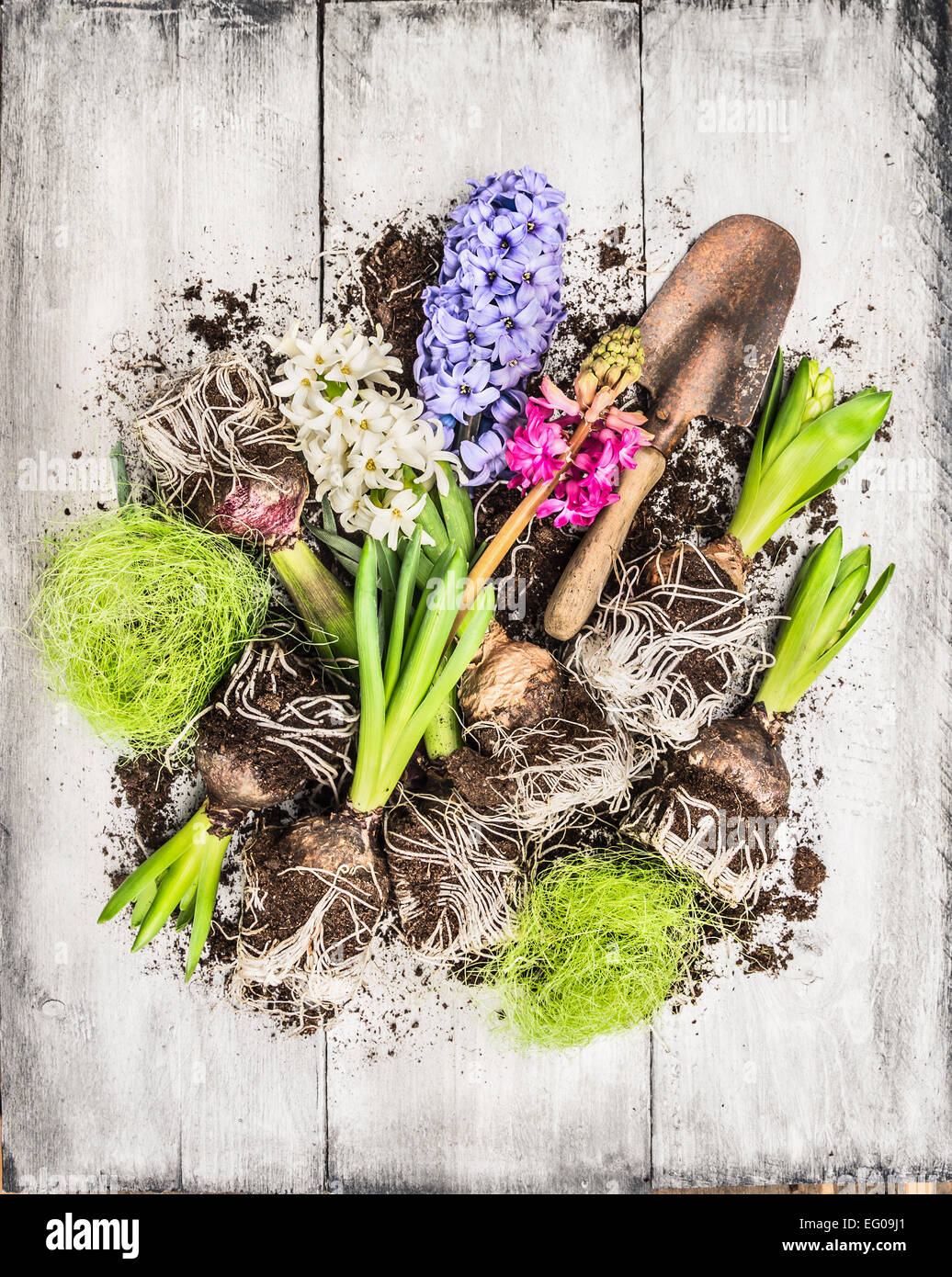Spring flowers potting with hyacinth , bulbs, Tubers, shovel and soil ...