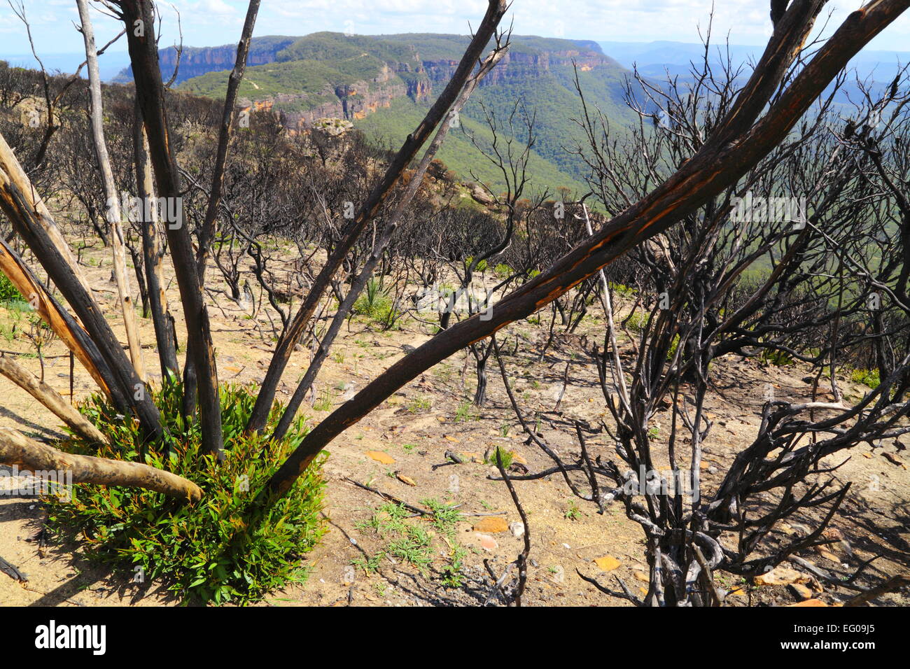 Ravaged by bushfire, native Australian plants regenerate and regrow at ...
