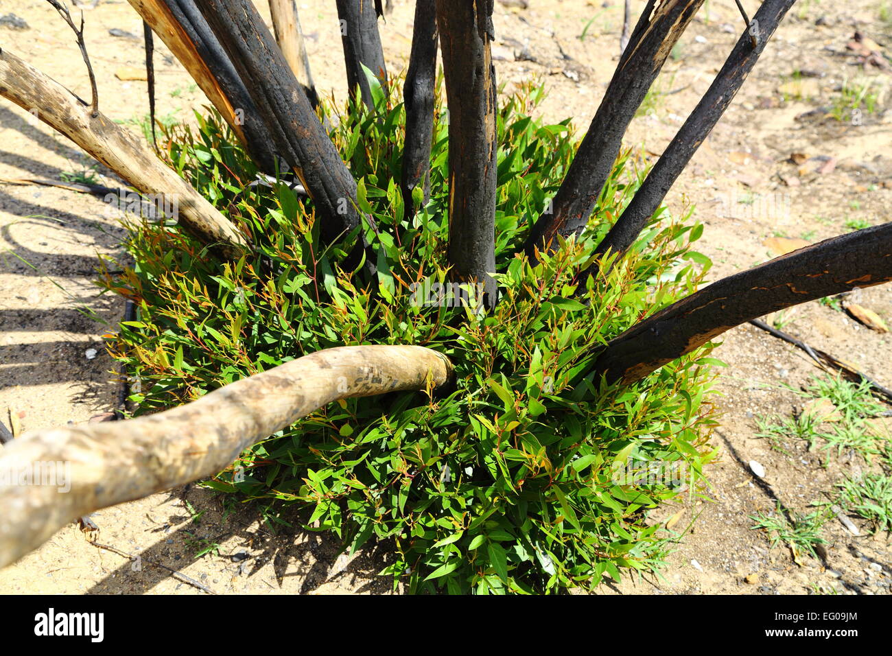 Ravaged by bushfire, native Australian plants regenerate and regrow at ...