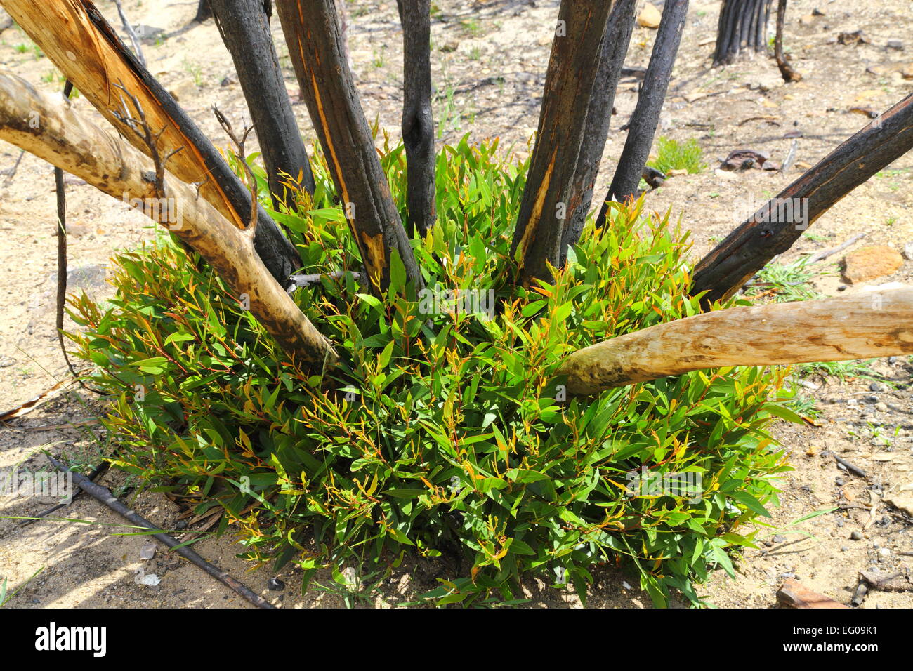 Ravaged by bushfire, native Australian plants regenerate and regrow at ...