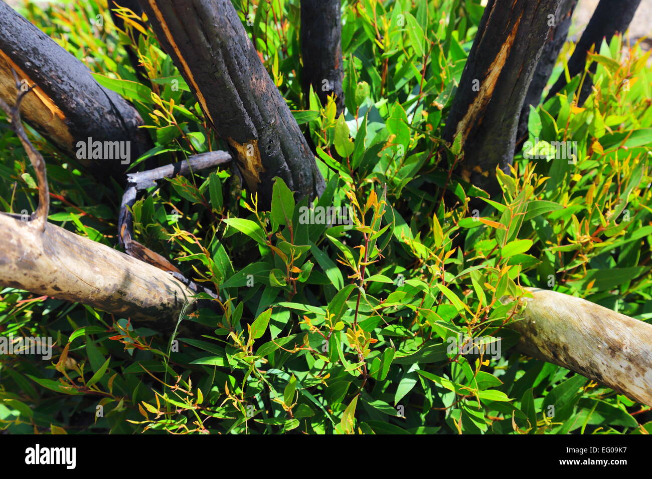Bushfire australia regrowth hi-res stock photography and images - Alamy