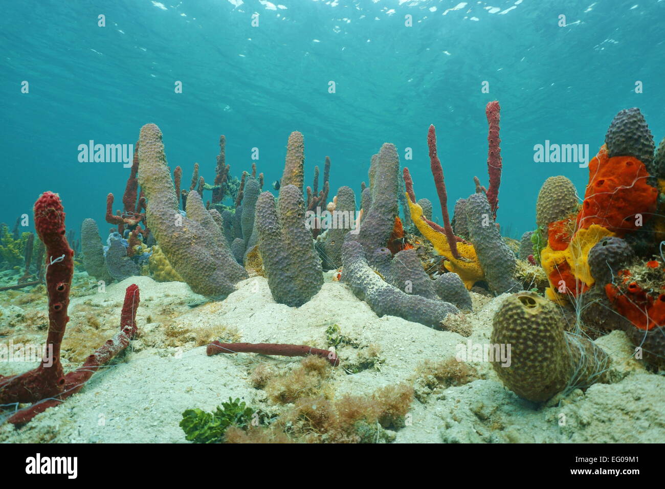 Branching sponges hi-res stock photography and images - Alamy