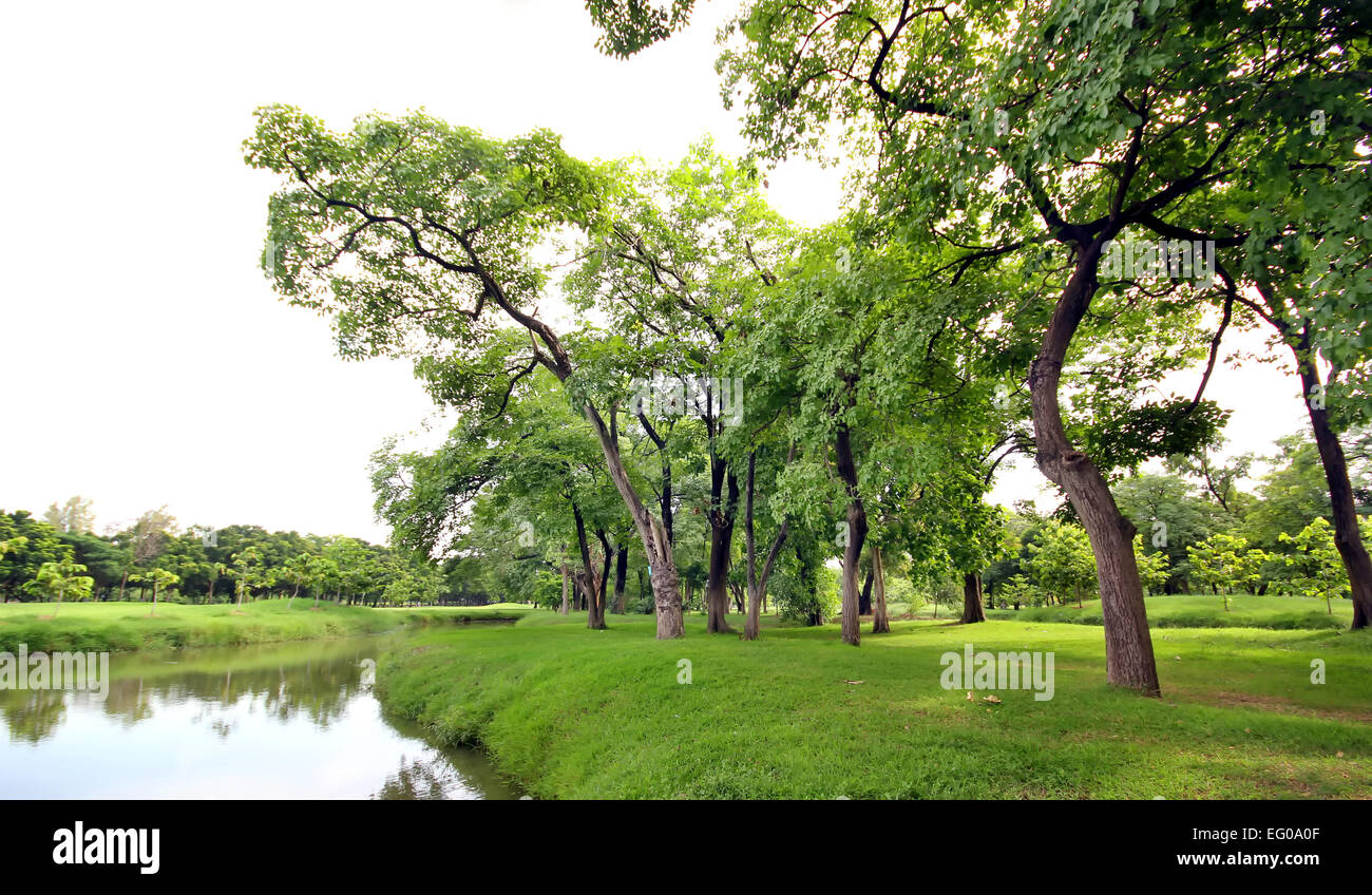 The peaceful park in the morning Stock Photo - Alamy