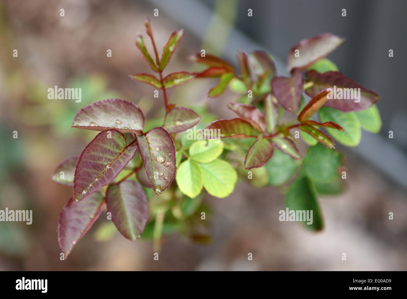 Leaves rose plant detail hi-res stock photography and images - Alamy
