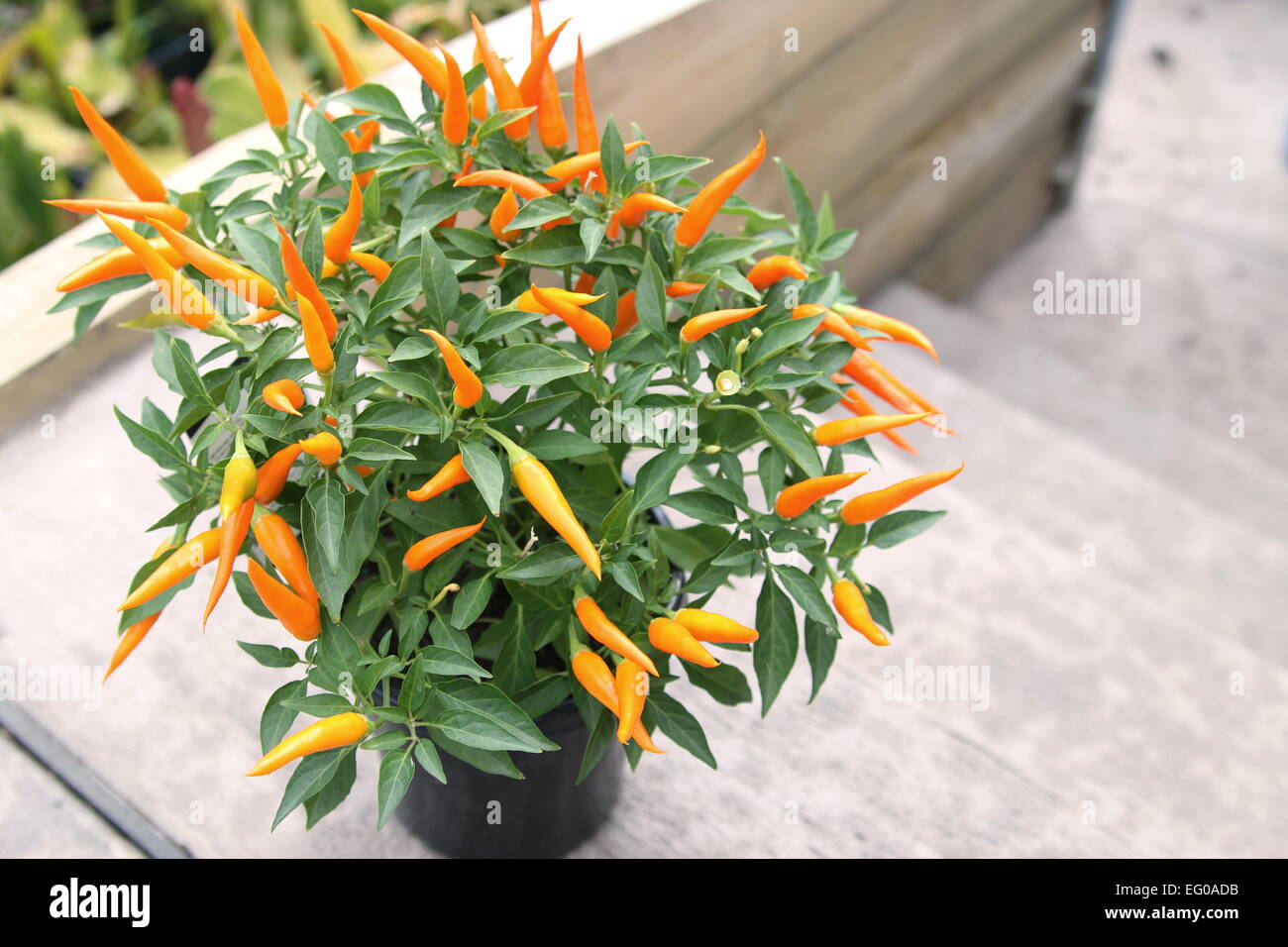Chilli Cha Cha Capsicum annuum in a pot Stock Photo - Alamy