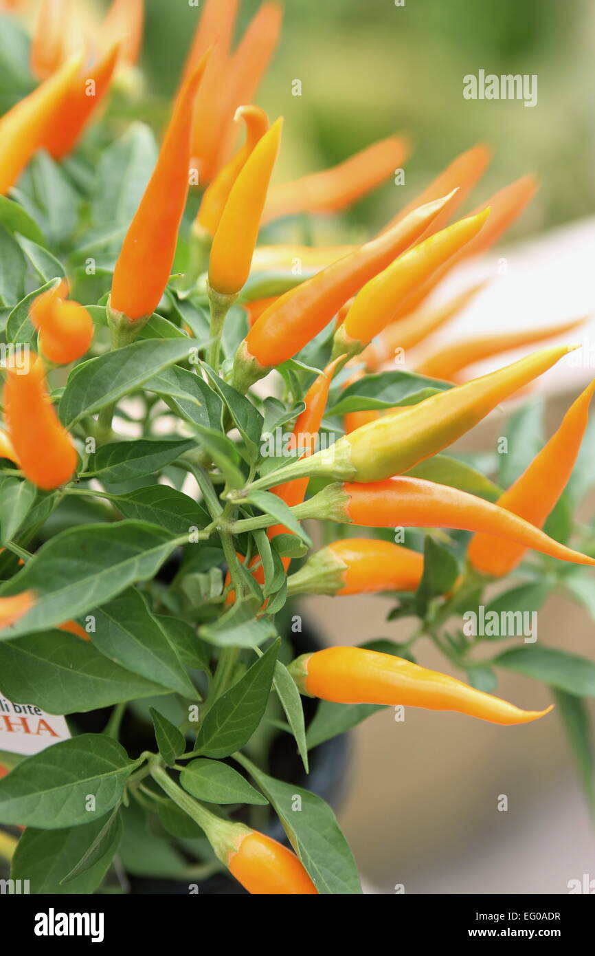 Capsicum annuum hi-res stock photography and images - Alamy