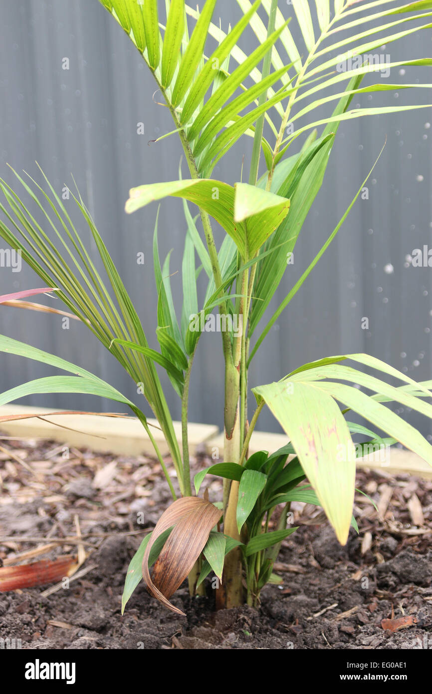 Bangalow Palm, Archontophoenix cunninghamiana in the ground Stock Photo ...