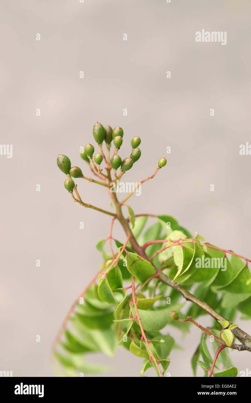 Curry Plant - Murraya Koenigii Seeds Stock Photo - Alamy