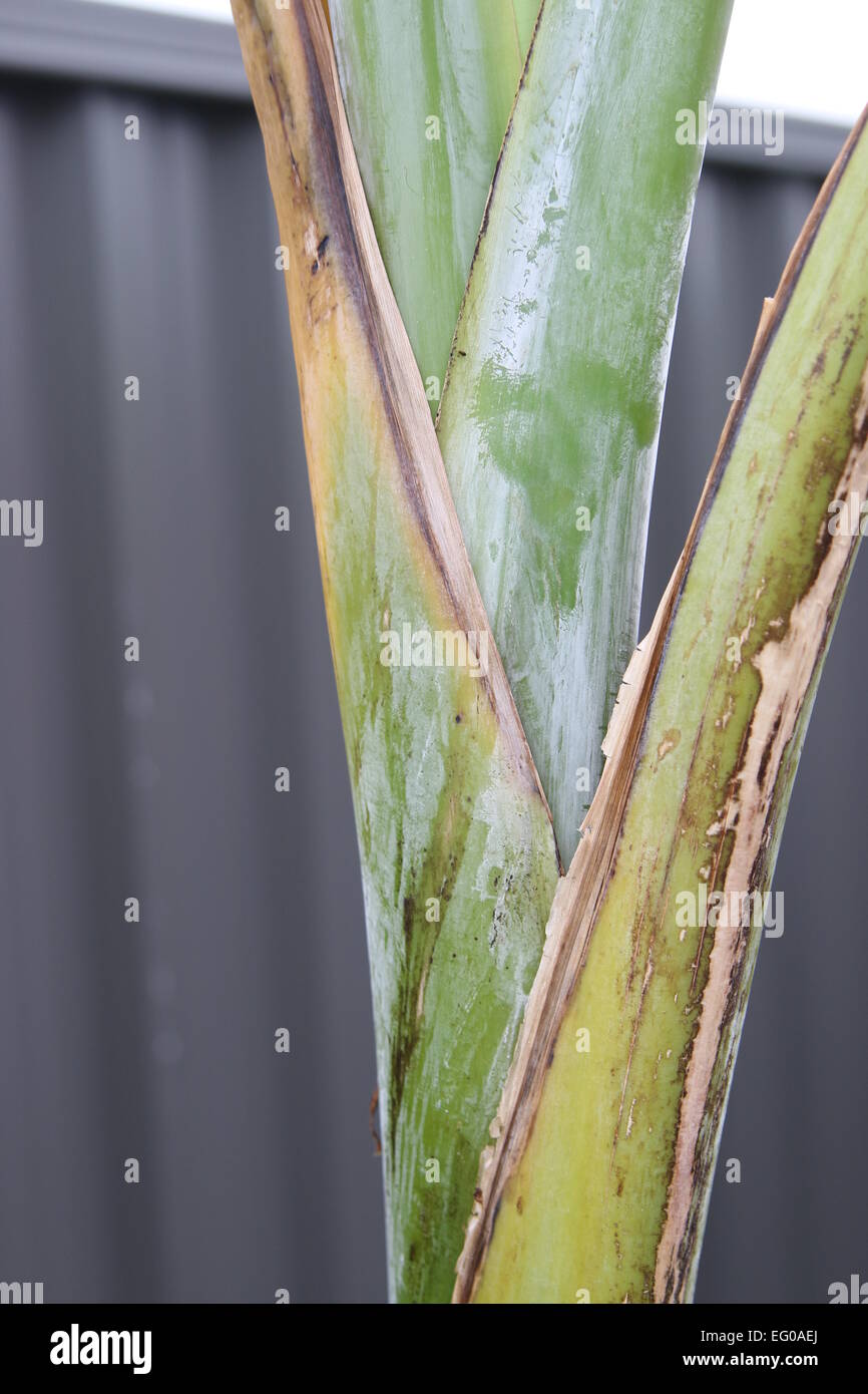 Banana tree trunk hi-res stock photography and images - Alamy