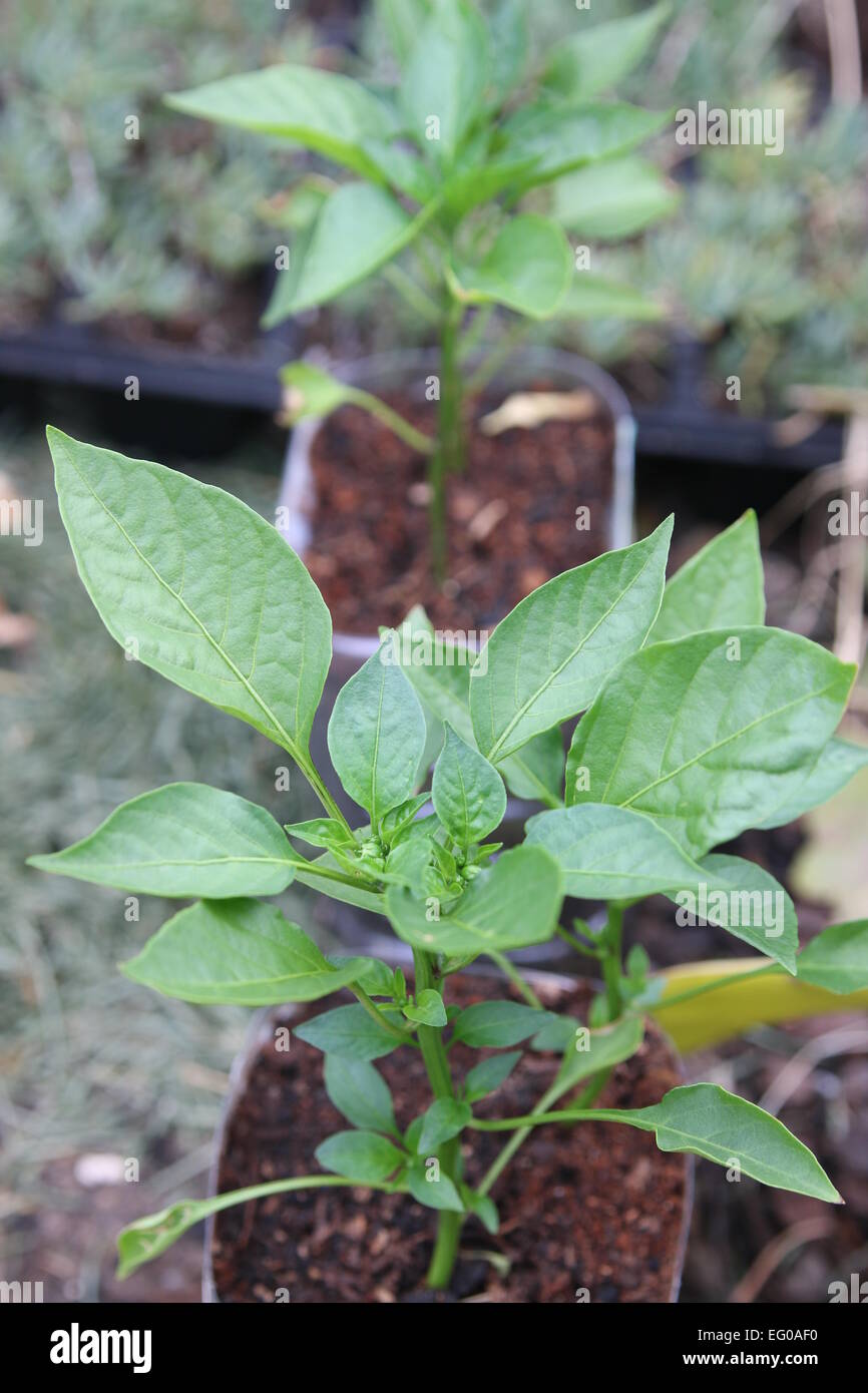 Chili Chilli Seedling High Resolution Stock Photography and Images - Alamy