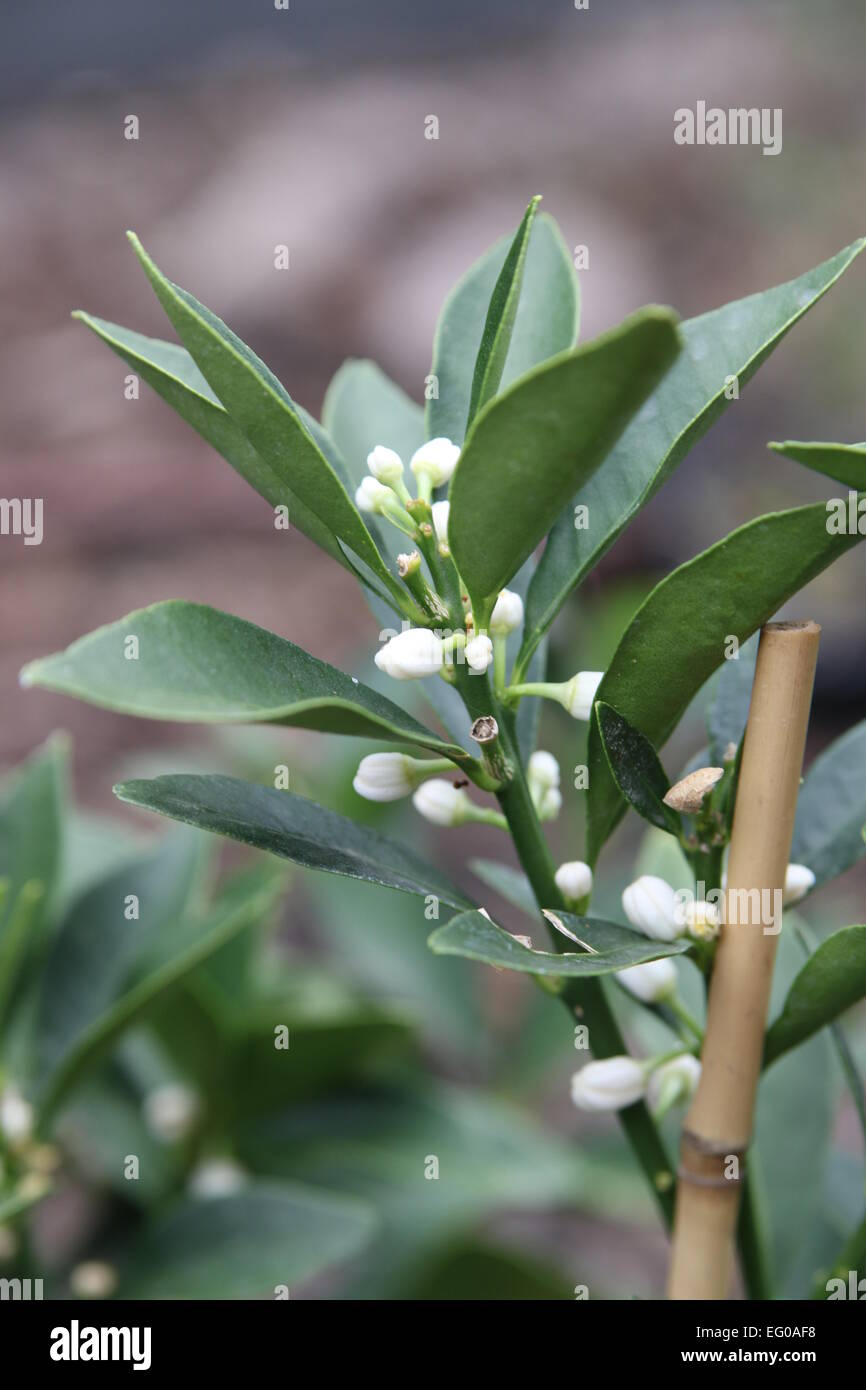 Kumquat Meiwa plant with Flowers Stock Photo - Alamy