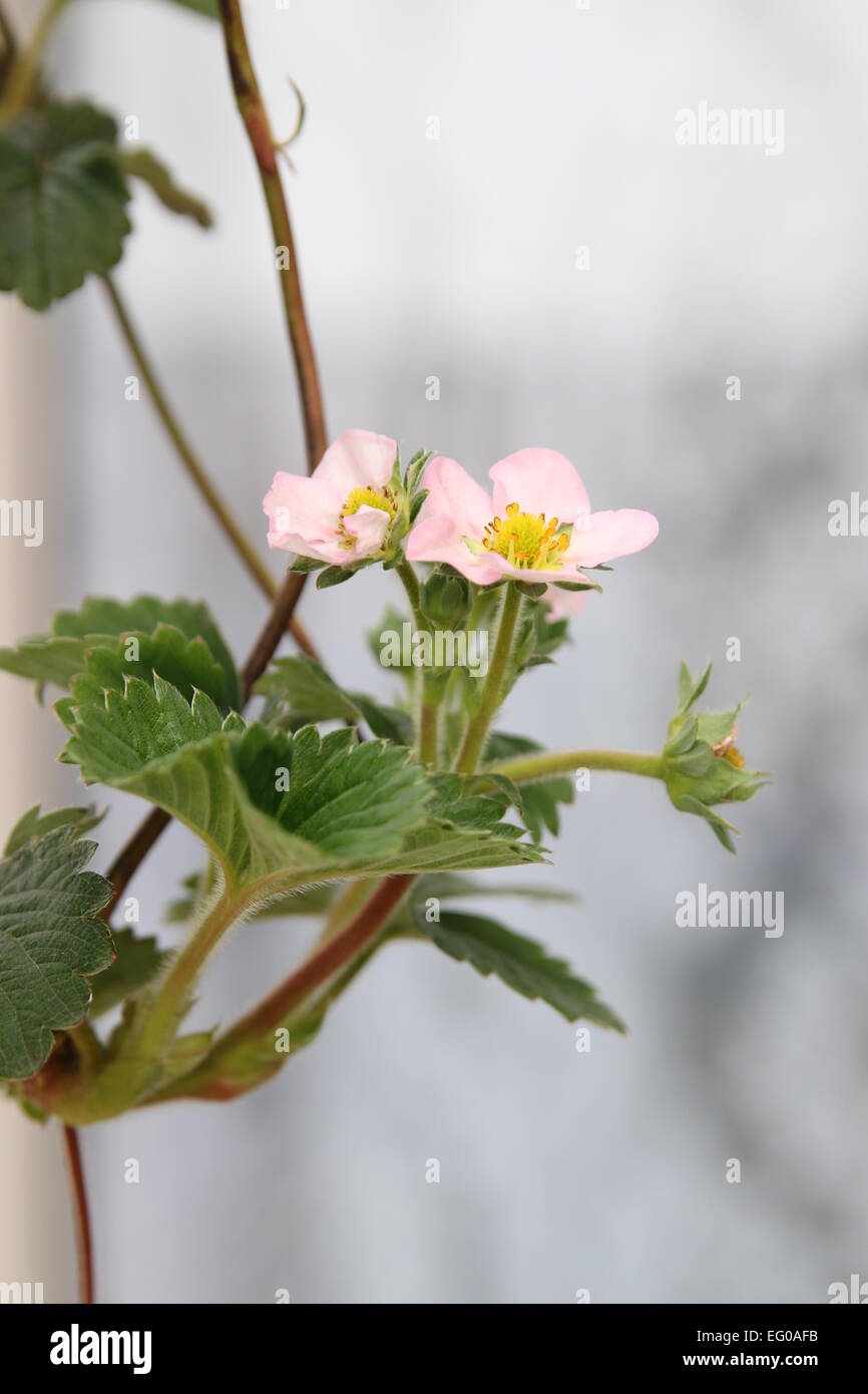 Strawberry flower buds hi-res stock photography and images - Alamy