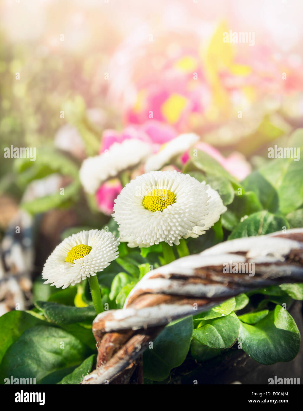 White daisy flowers on sunny spring garden background Stock Photo - Alamy