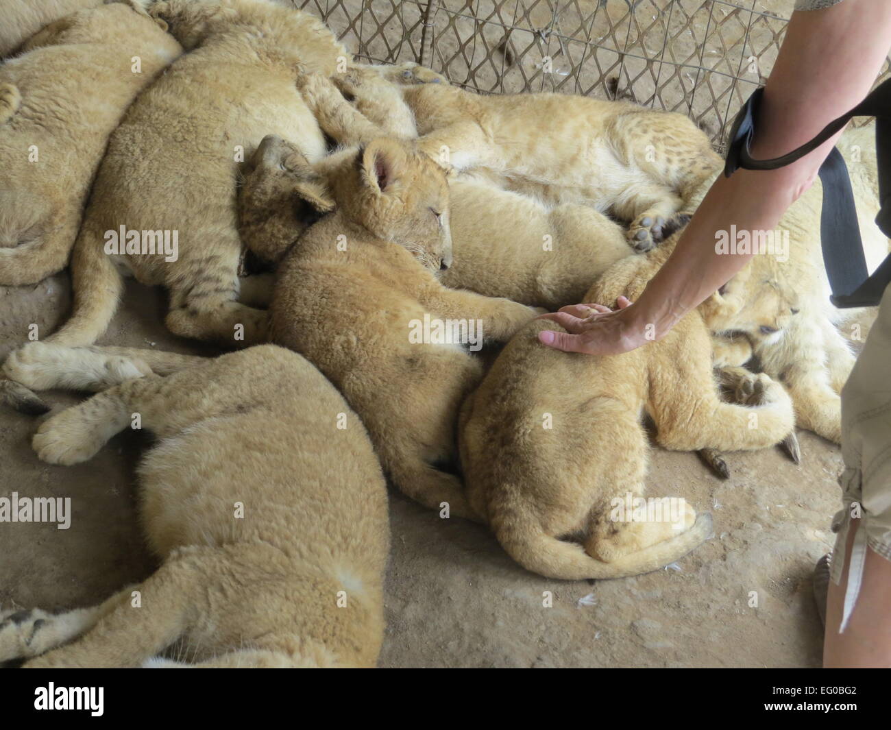 Vrede, South Africa. 10th Feb, 2015. A woman pets little lions in a ...