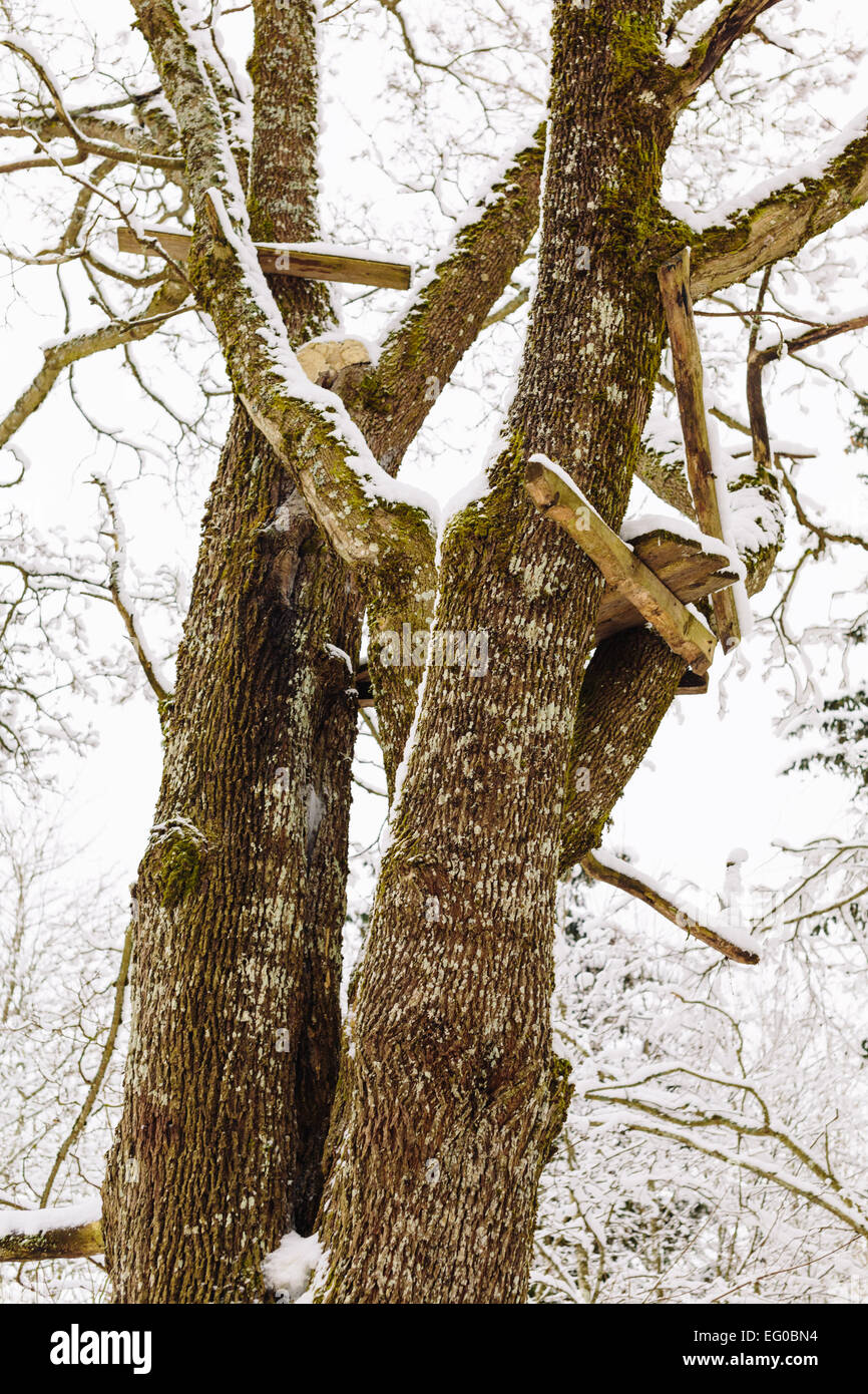 hut on the tree Stock Photo - Alamy