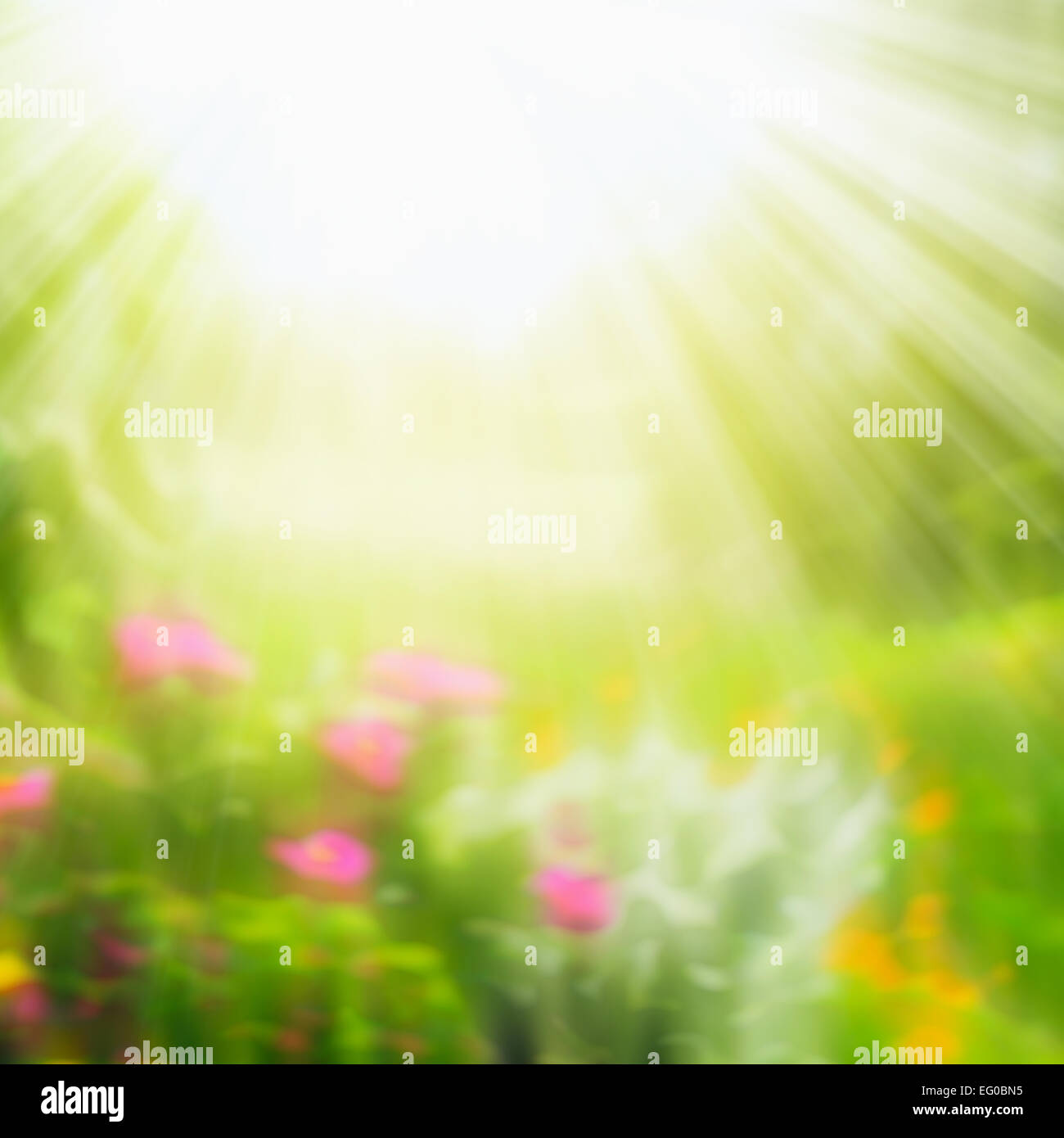 Blurred summer nature background with sun rays Stock Photo - Alamy