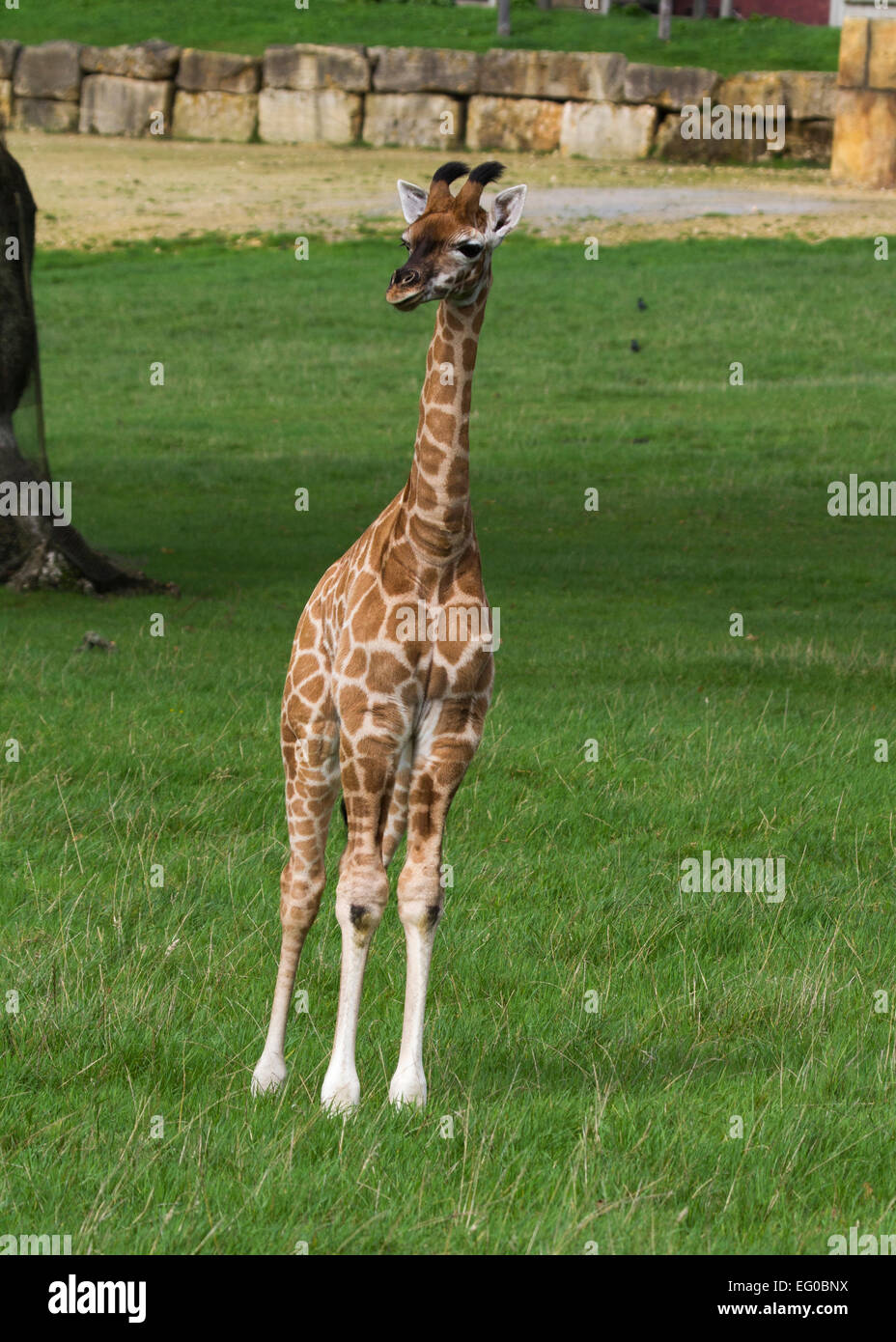 Baby giraffe looking up hi-res stock photography and images - Alamy