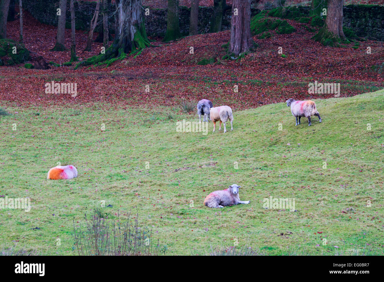 Sheep in a farm field in autumn Stock Photo - Alamy