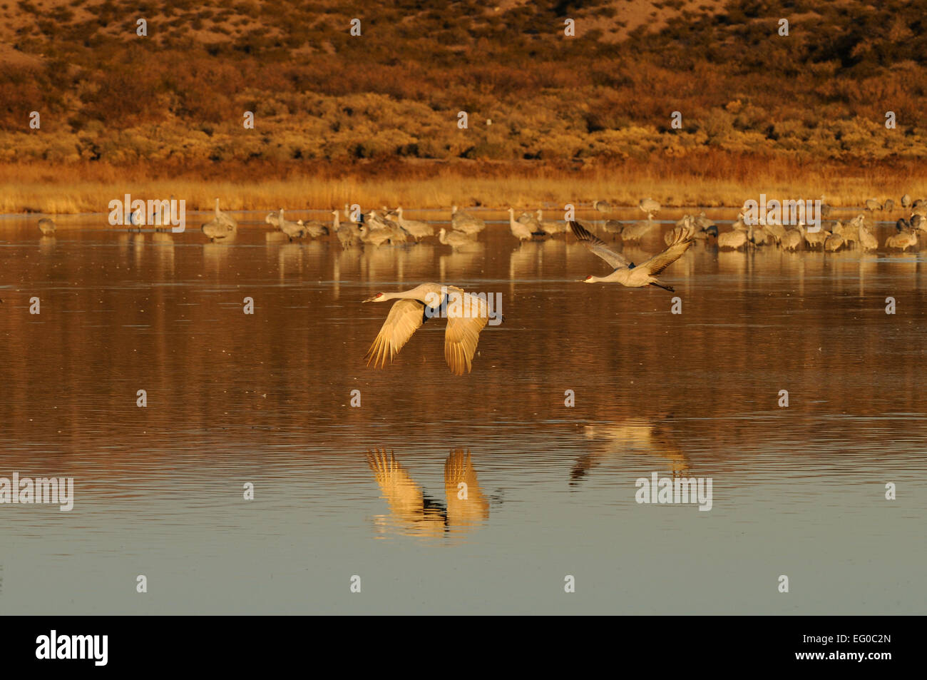Sandhill Cranes flying over the water at Bosque Del Apache National ...
