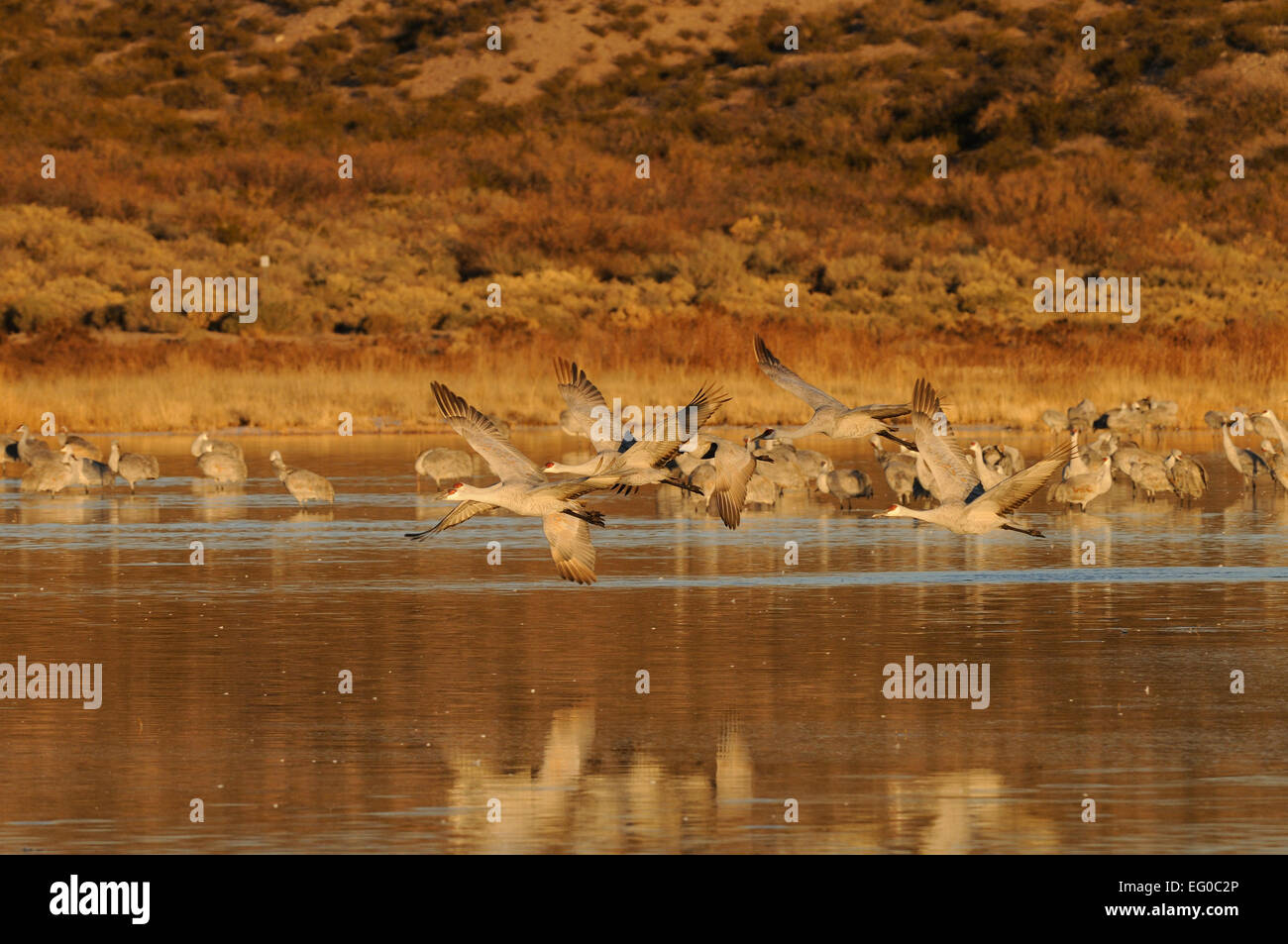 Sandhill Cranes flying over the water at Bosque Del Apache National ...