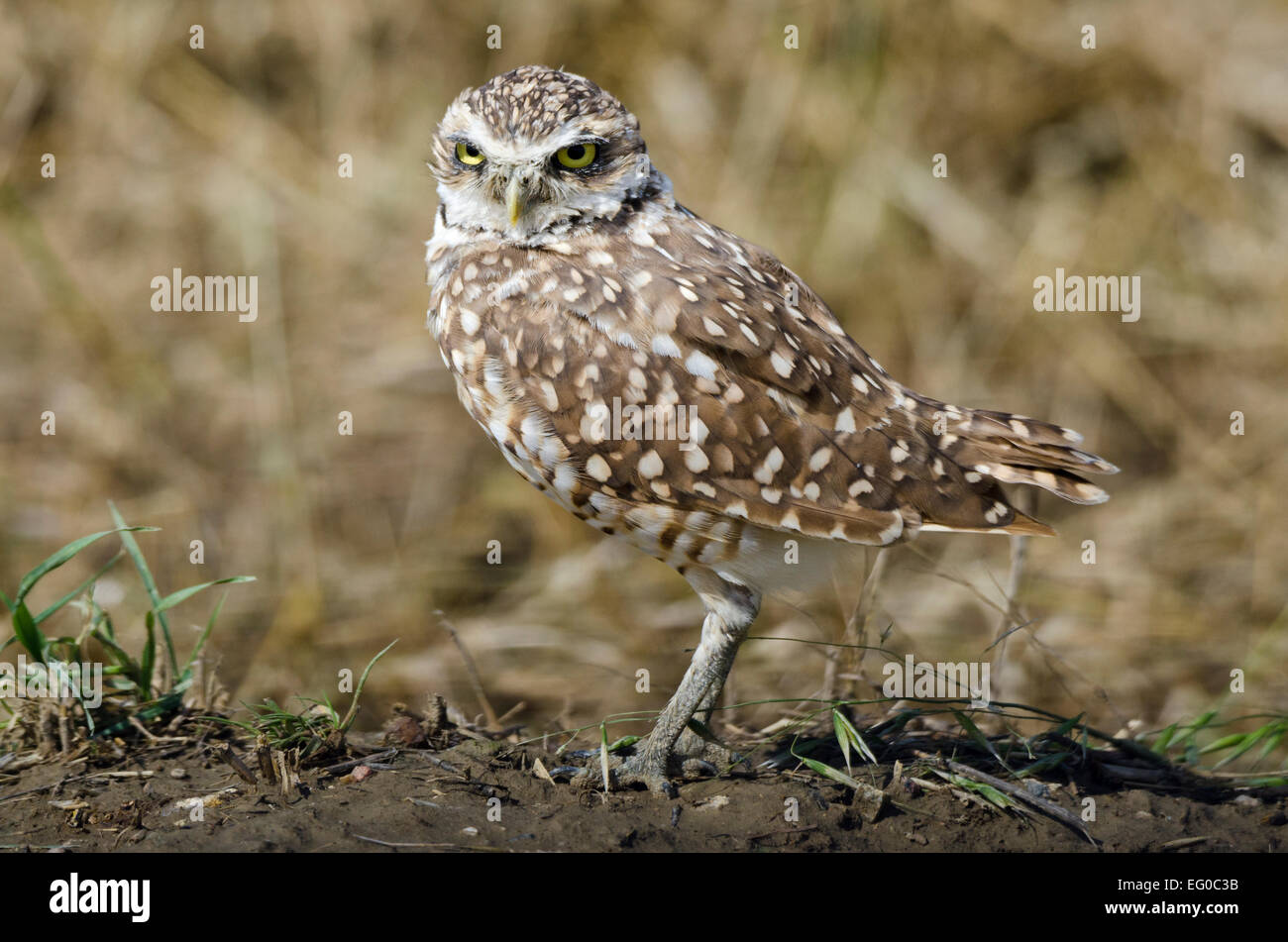 Burrowing owls burrow hi-res stock photography and images - Alamy