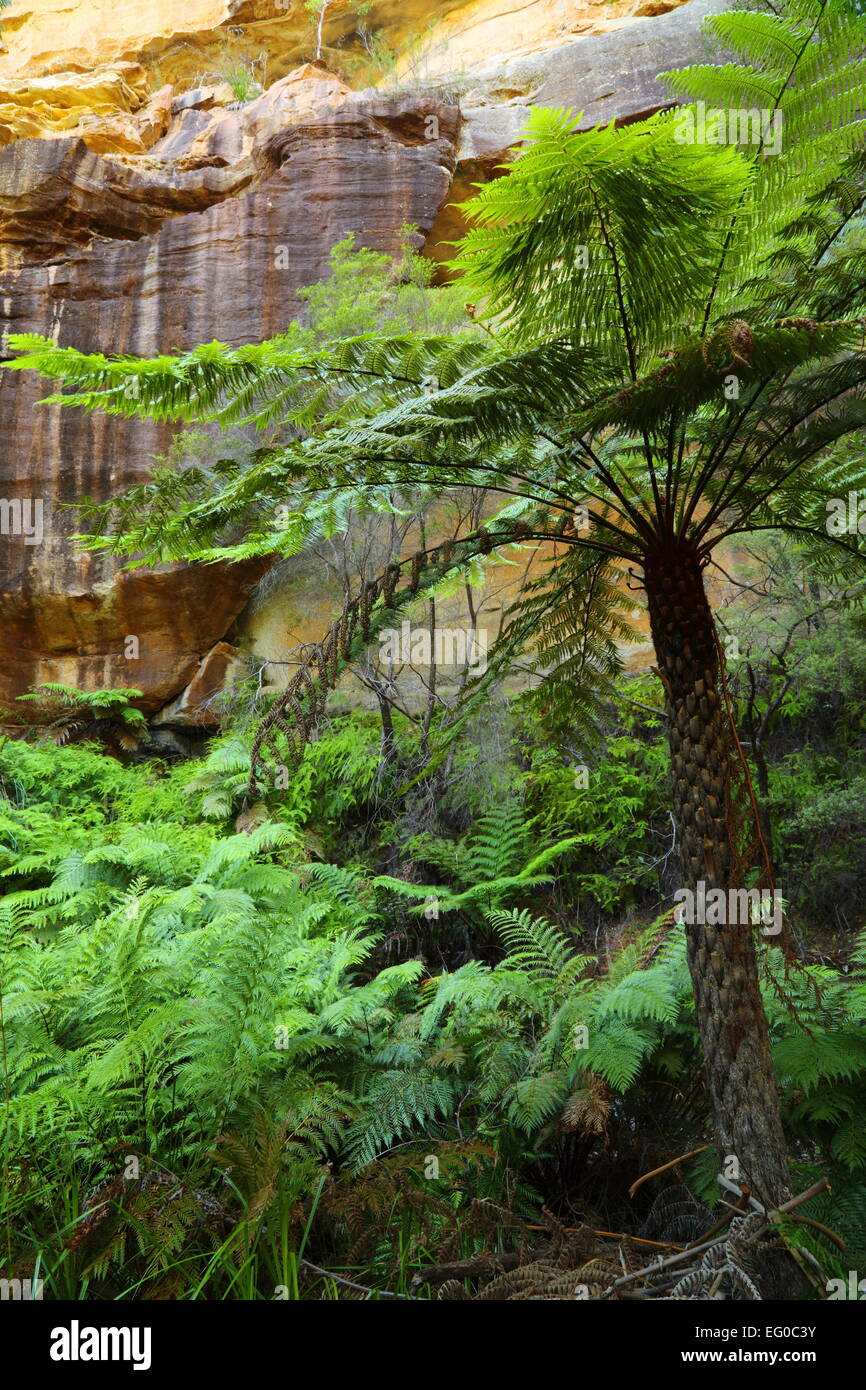 A tree fern and a red cliff face are surrounded by lush ferns in the ...