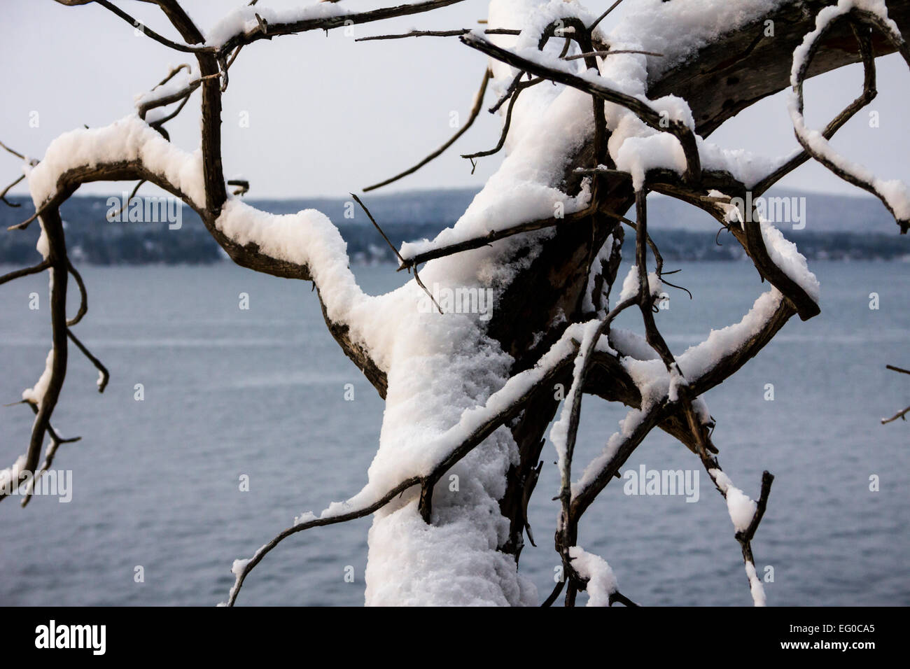 Madrona tree hi-res stock photography and images - Alamy