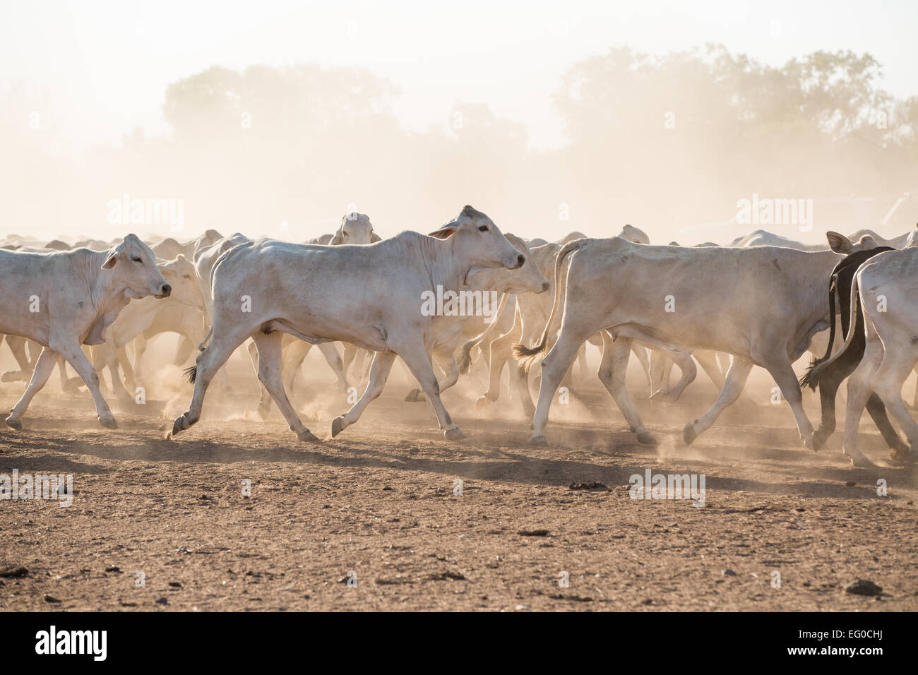Herding beef cattle on a farm in Australia Stock Photo - Alamy