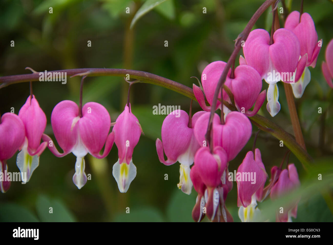 Bleeding rose hi-res stock photography and images - Alamy