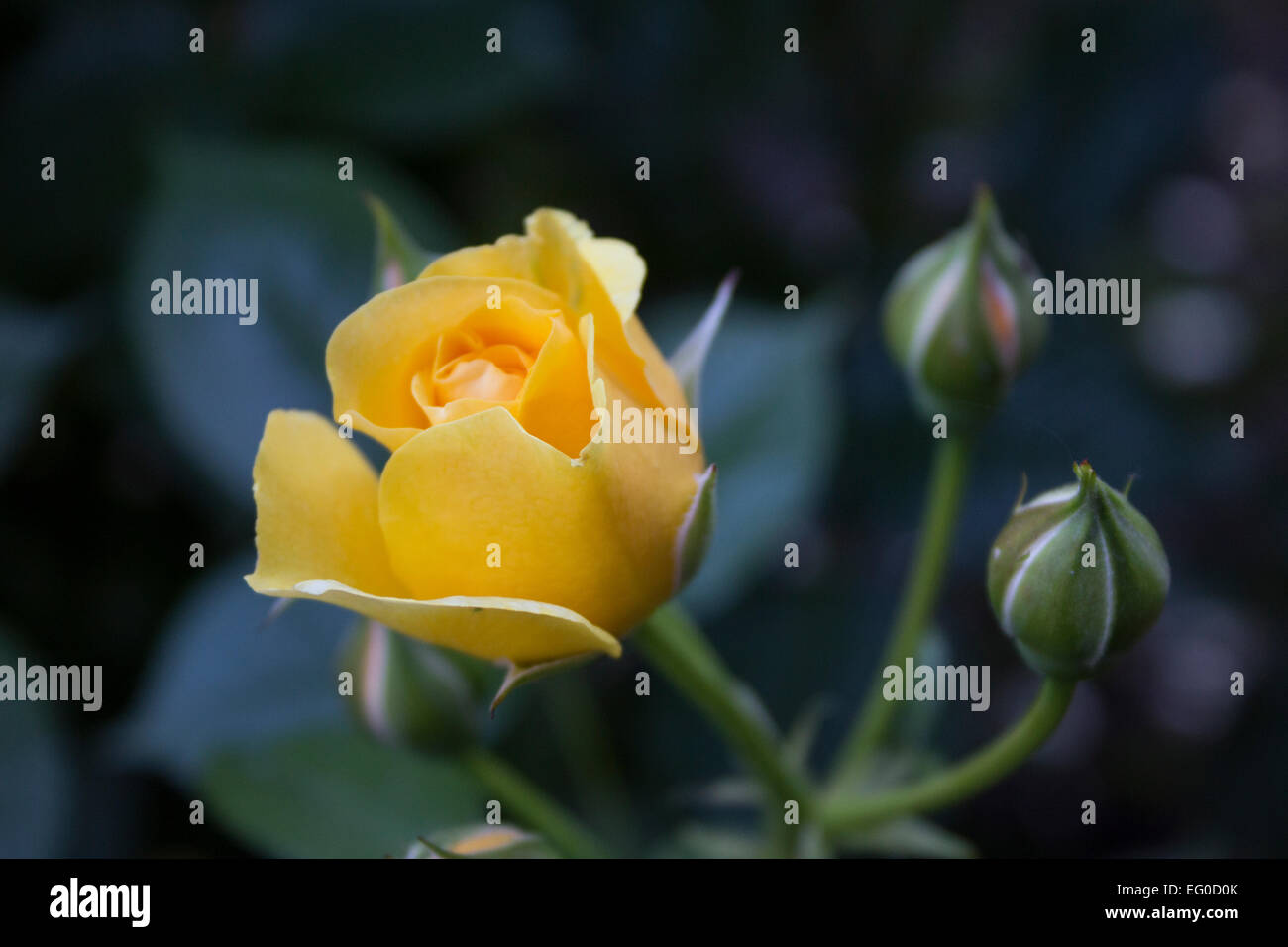 Exquisite bloom hi-res stock photography and images - Alamy