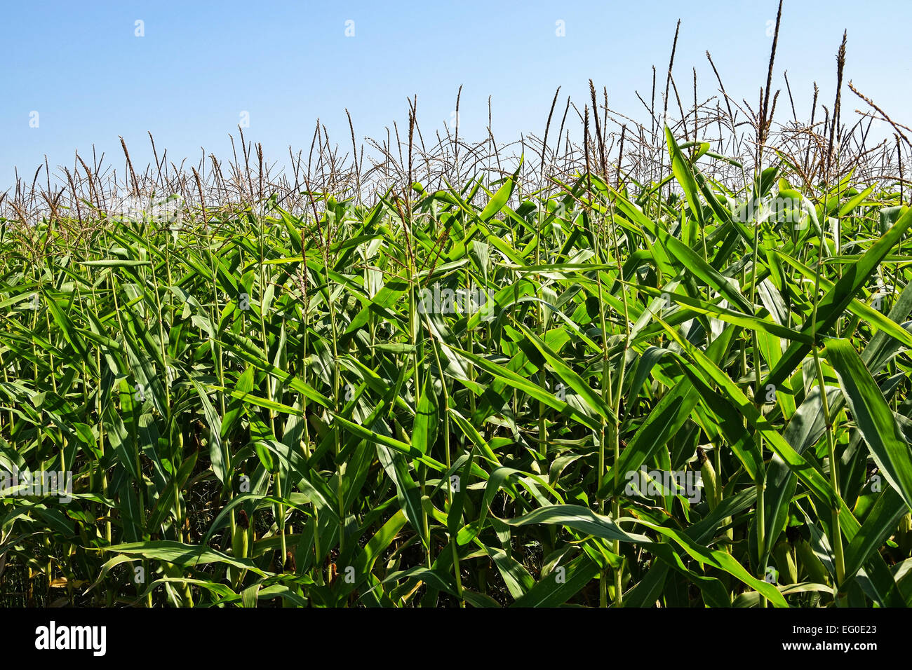 Corn field in summer Stock Photo - Alamy