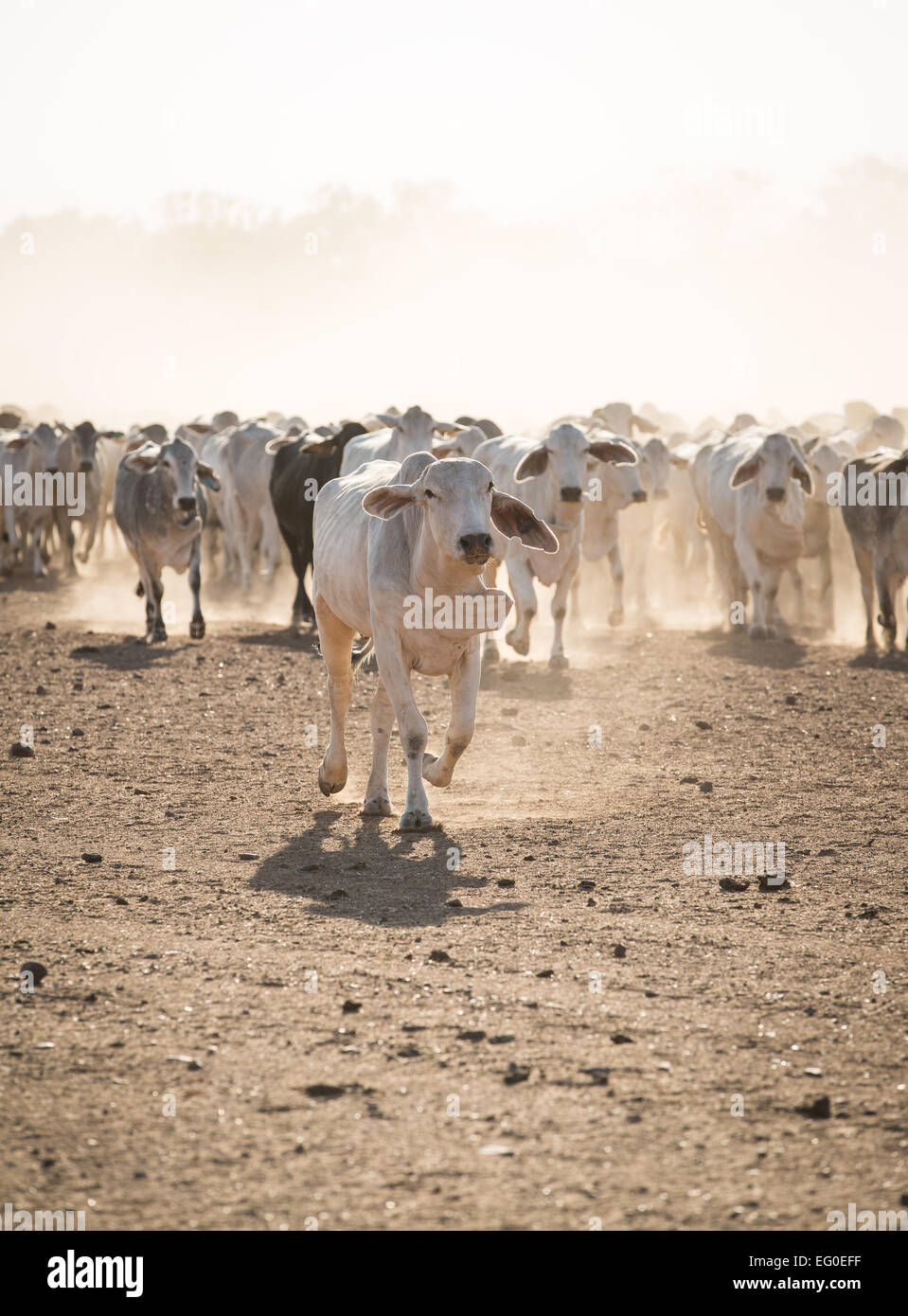 Herding beef cattle on a farm in Australia Stock Photo - Alamy