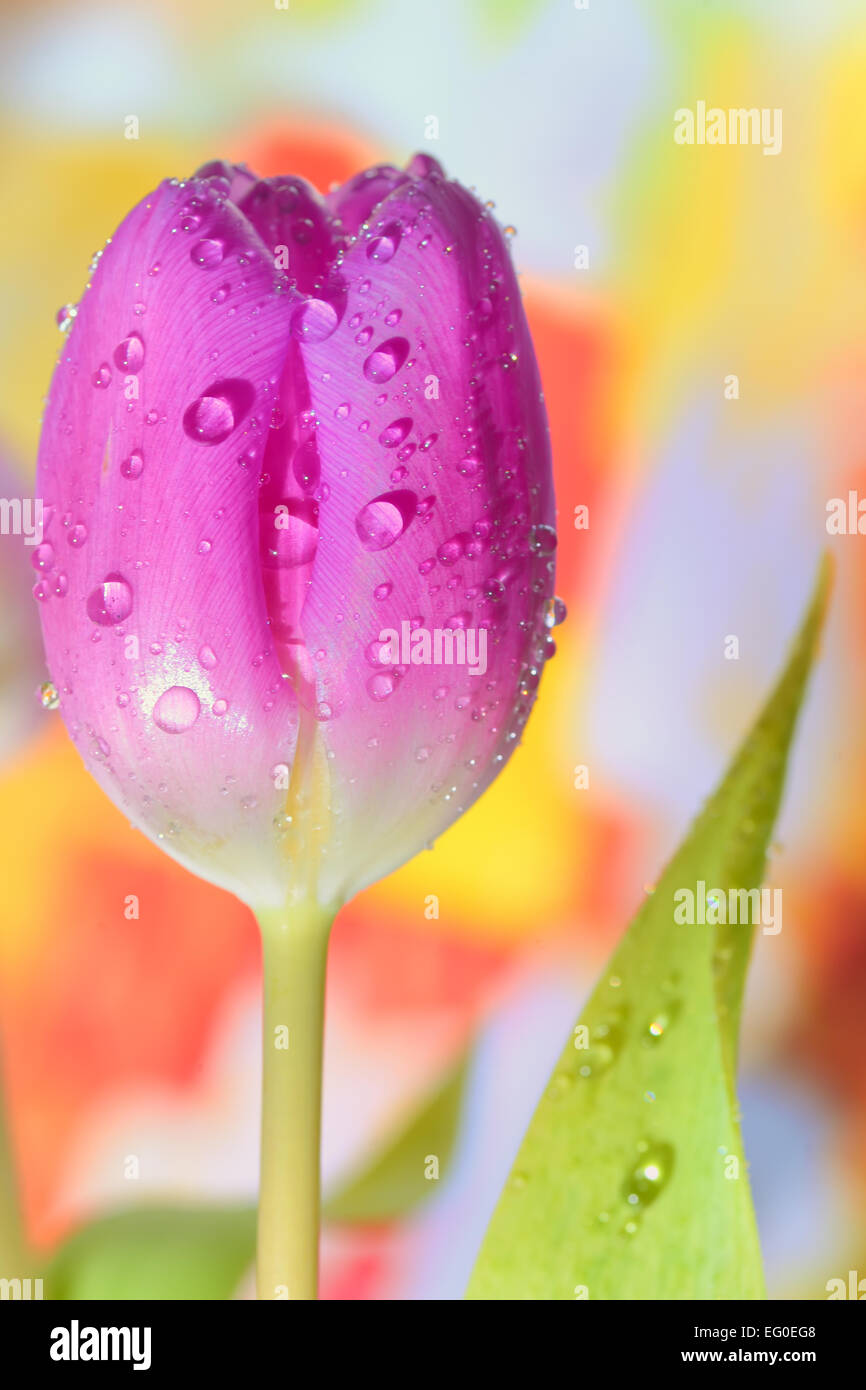 fresh tulips with water drops on it Stock Photo - Alamy