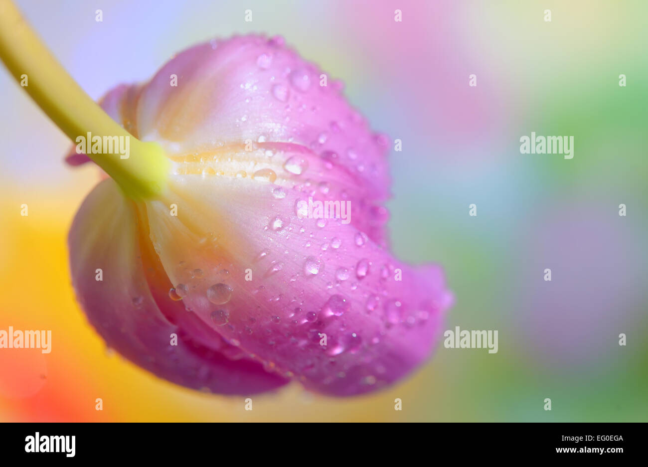 Water drops on tulip hi-res stock photography and images - Alamy