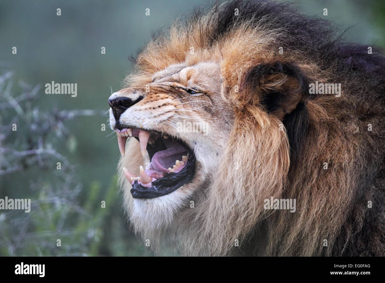 Close up of a male Lion (Panthera leo) flehming in the Amakhala Game ...