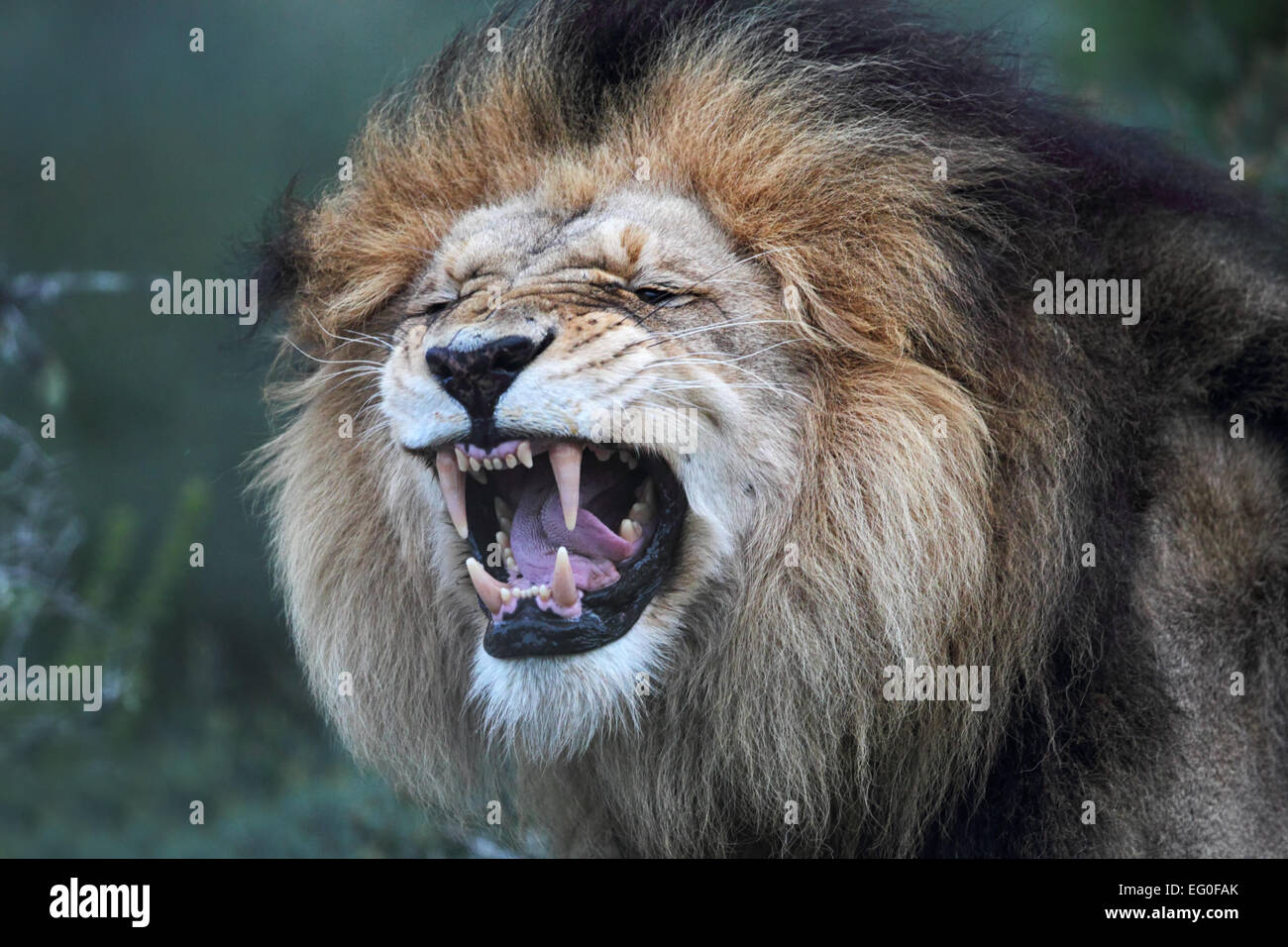 Close up of a male Lion (Panthera leo) flehming in the Amakhala Game ...