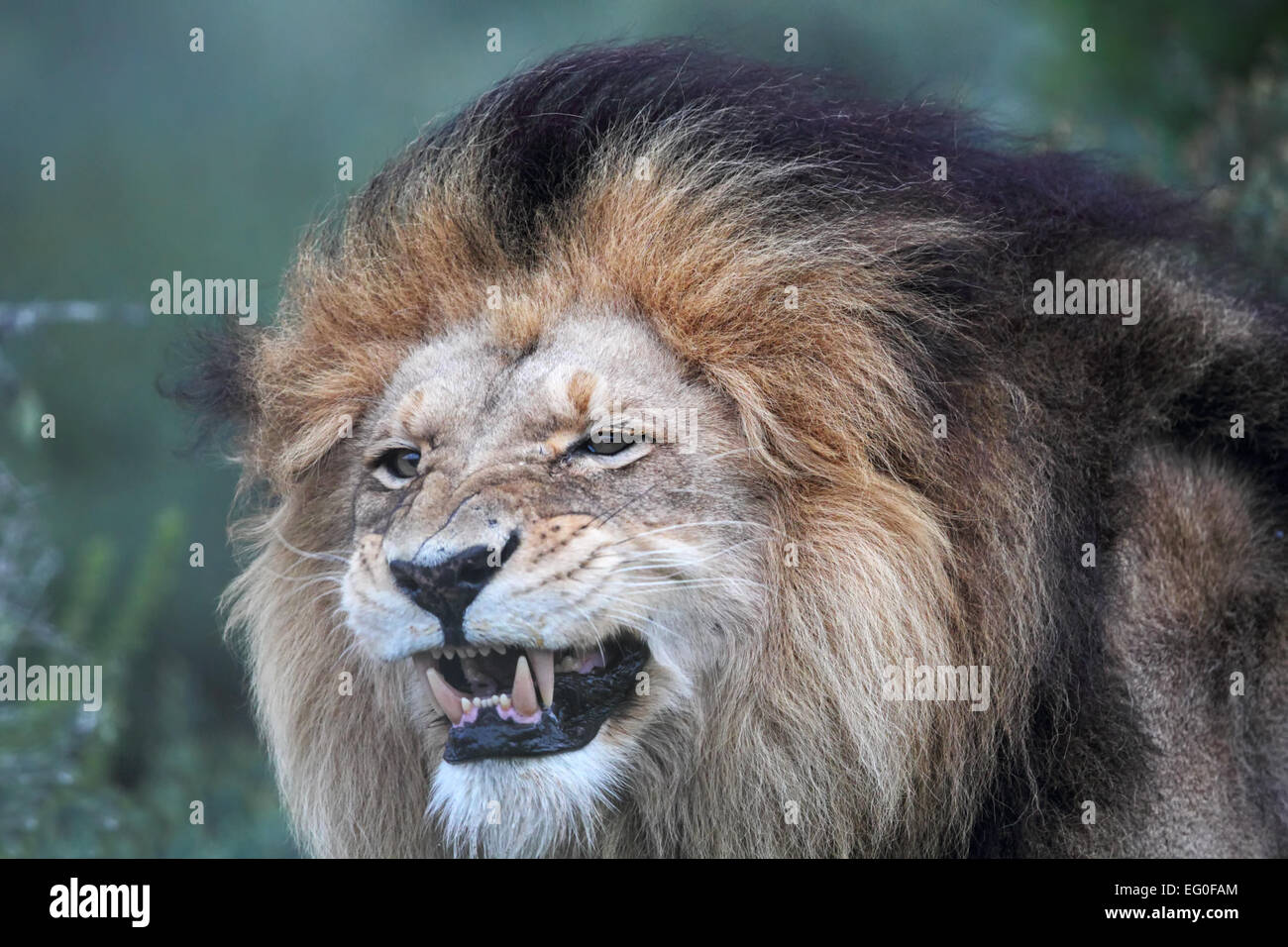 Cat flehmen reaction hi-res stock photography and images - Alamy