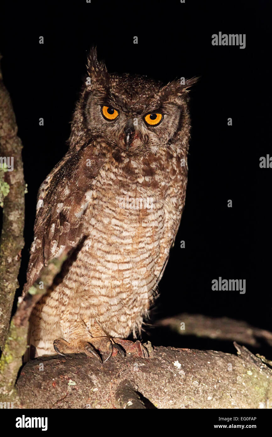 Wildlife spotlight hi-res stock photography and images - Alamy