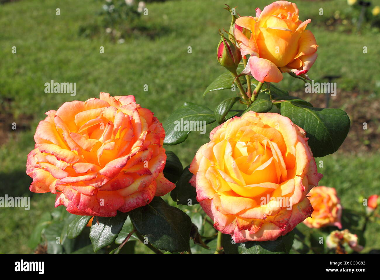 Closeup view of a beautiful orange roses Stock Photo - Alamy