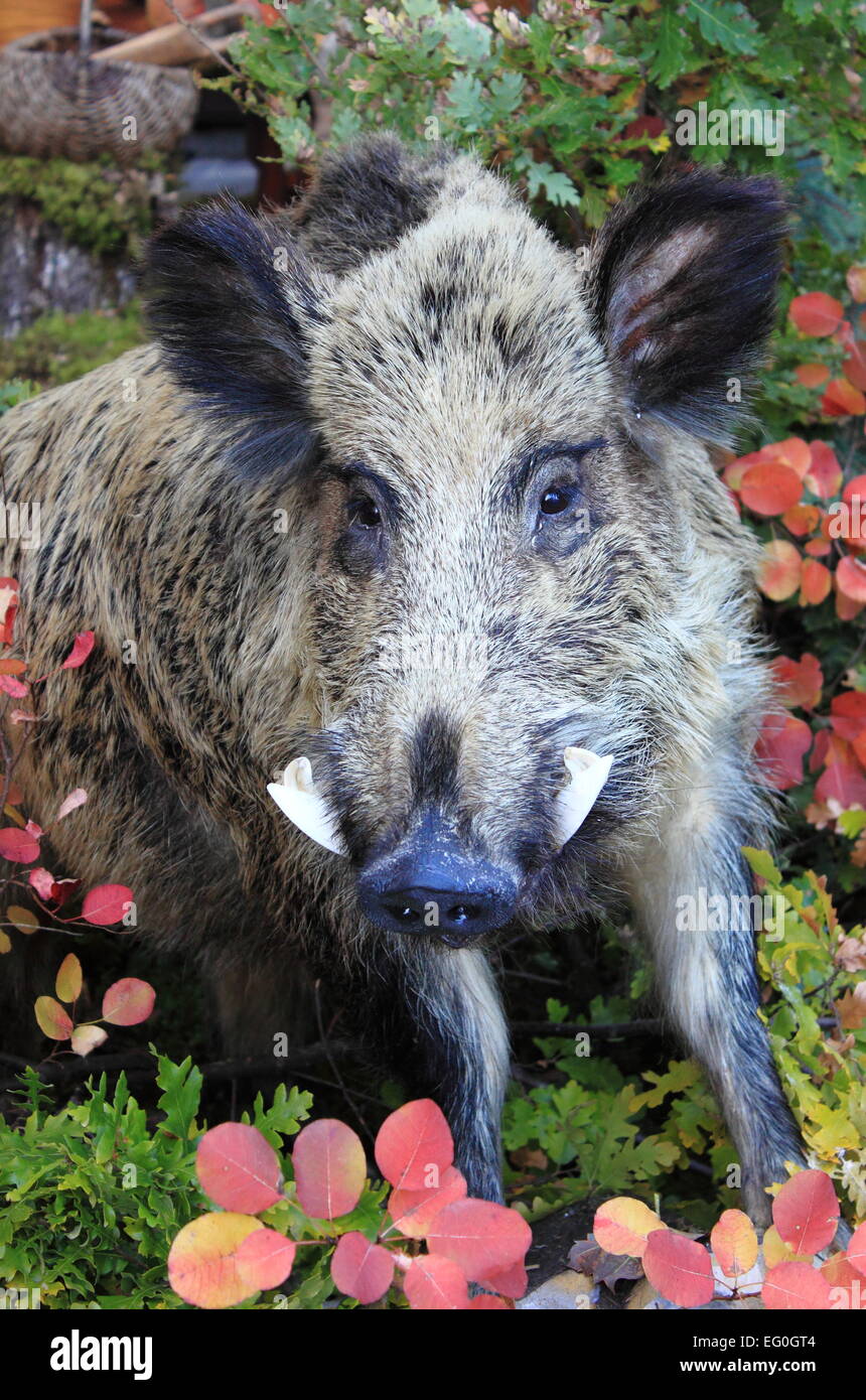 Boar shoot hi-res stock photography and images - Alamy