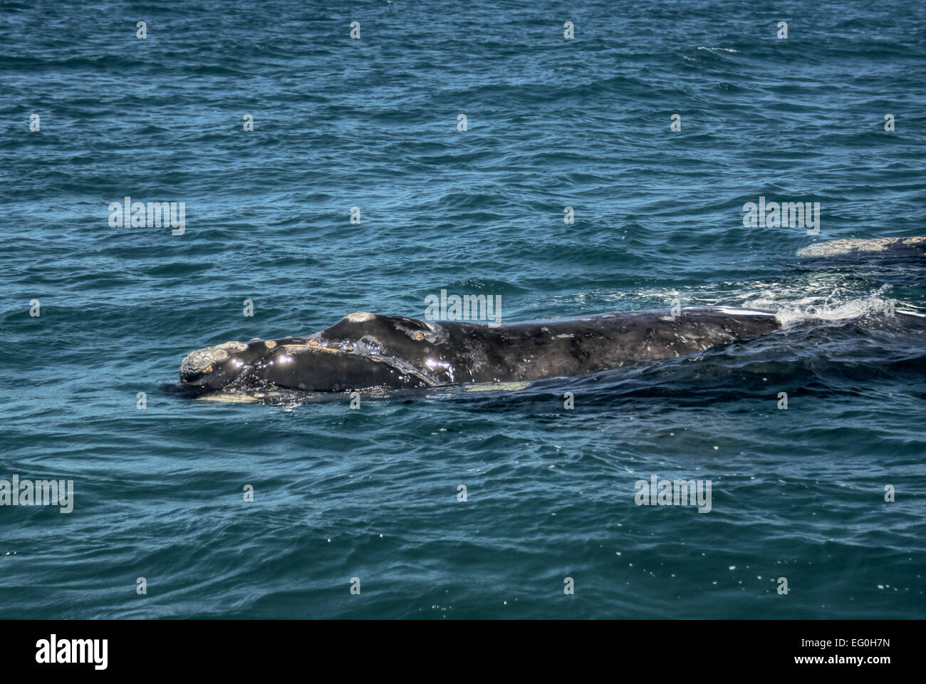 Whale in water hi-res stock photography and images - Alamy