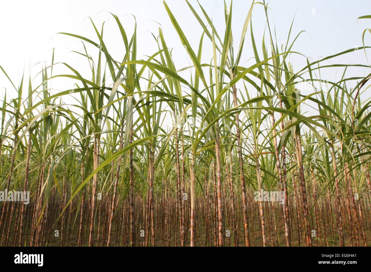 Dhaka 09 February 2015. Sugarcane Field in Dhaka Stock Photo - Alamy
