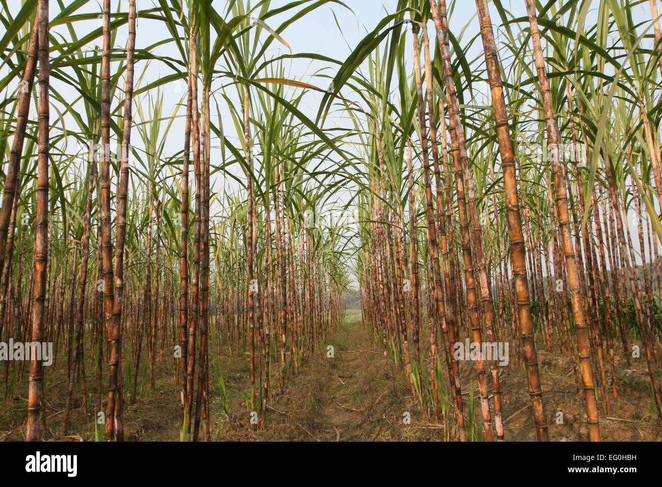 Dhaka 09 February 2015. Sugarcane Field in Dhaka Stock Photo - Alamy