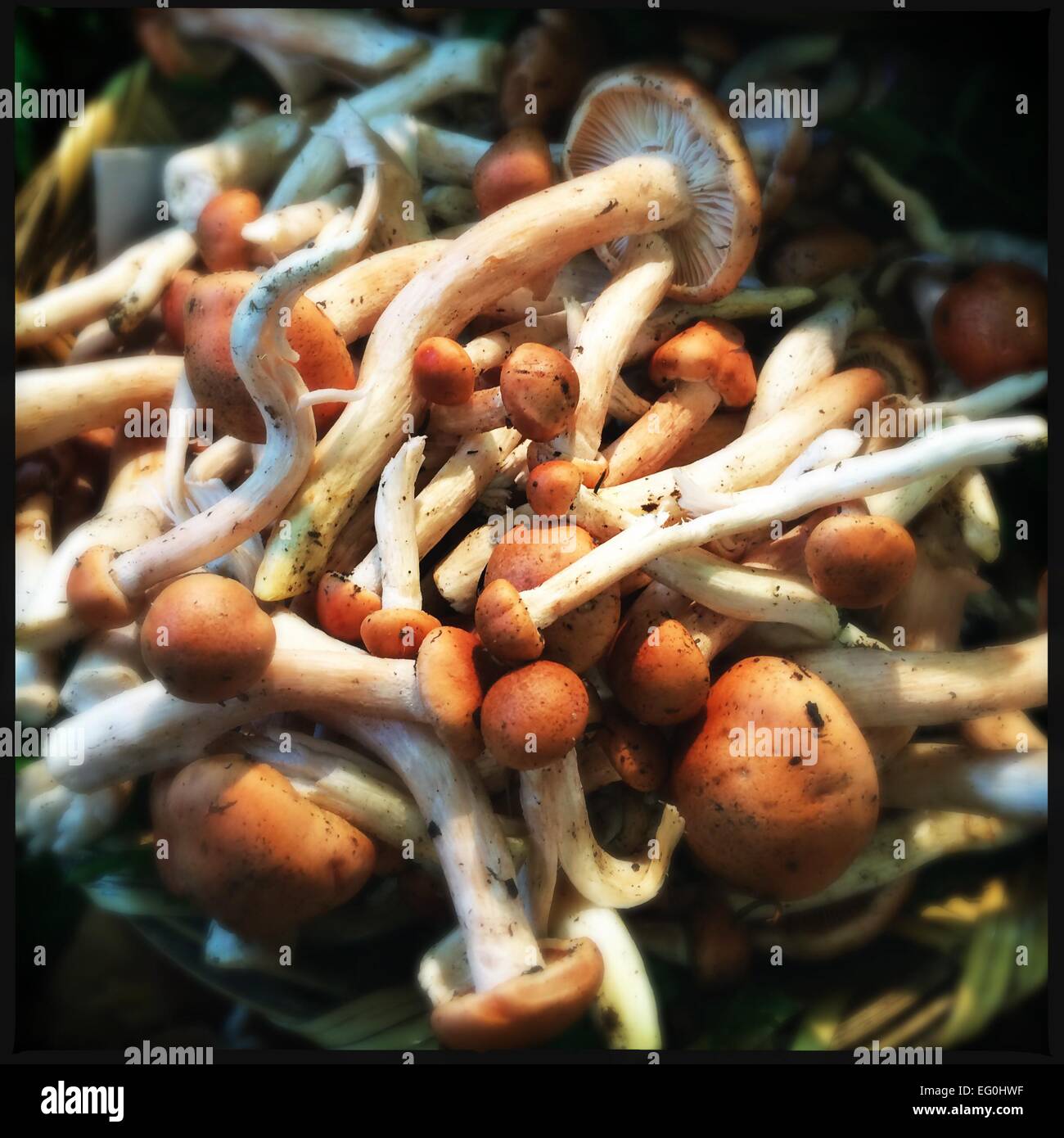 Close up view stack mushrooms hi-res stock photography and images - Alamy