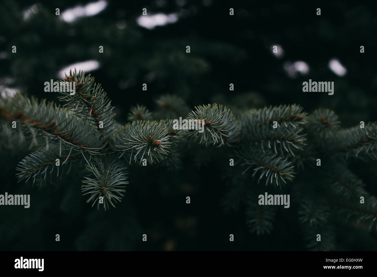 Branches spruce close up hi-res stock photography and images - Alamy