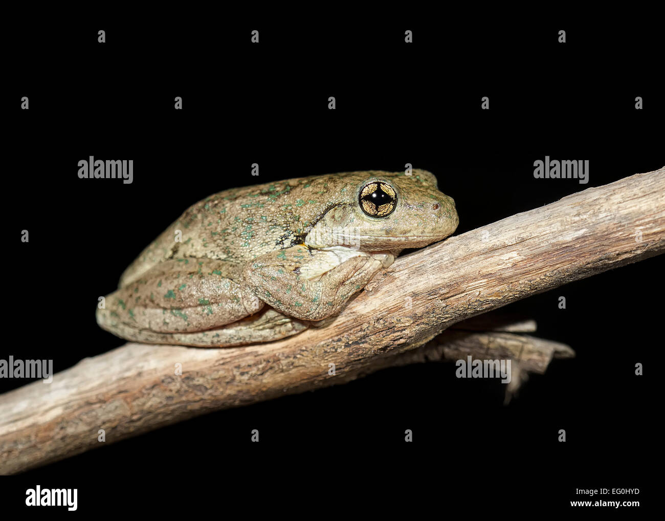 Australia, Victoria, Yarrawonga, Peron's tree frog on branch at night ...